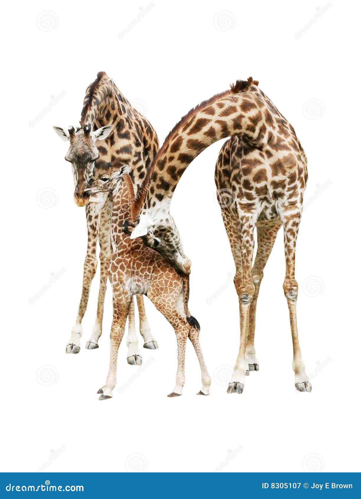 Giraffe Family Royalty Free Stock Photography - Image: 8305107