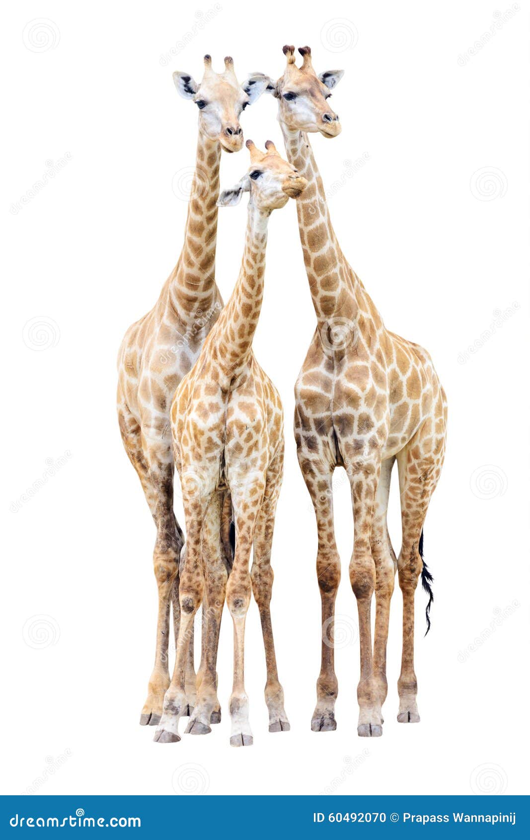 Giraffe Family Stock Image | CartoonDealer.com #49848553