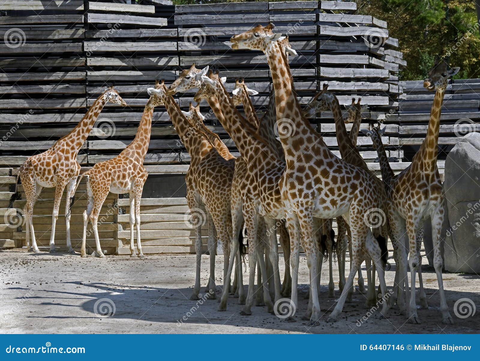 Giraffe family 3 stock photo. Image of view, wildlife - 64407146