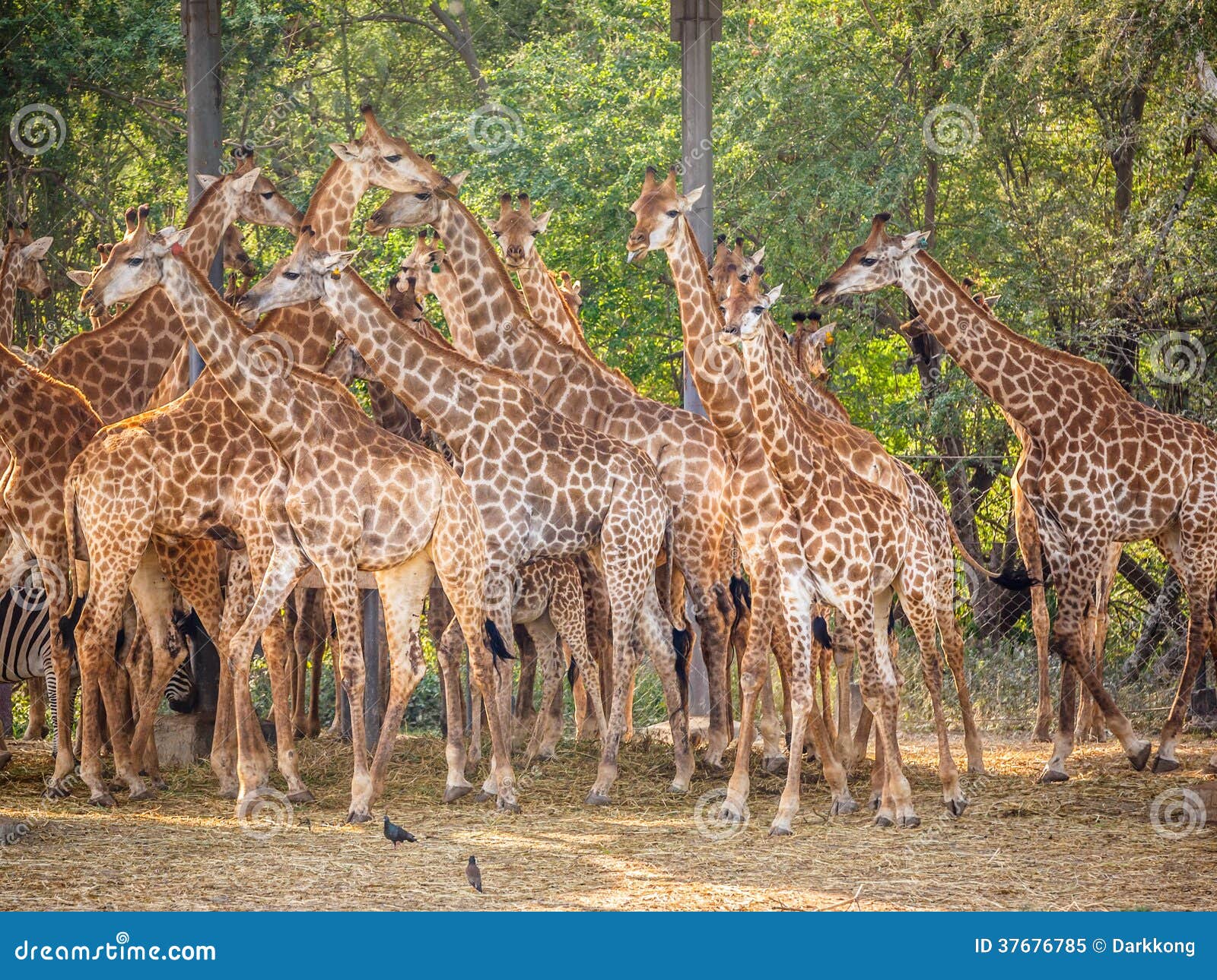 Giraffe Family Stock Photo | CartoonDealer.com #2092950