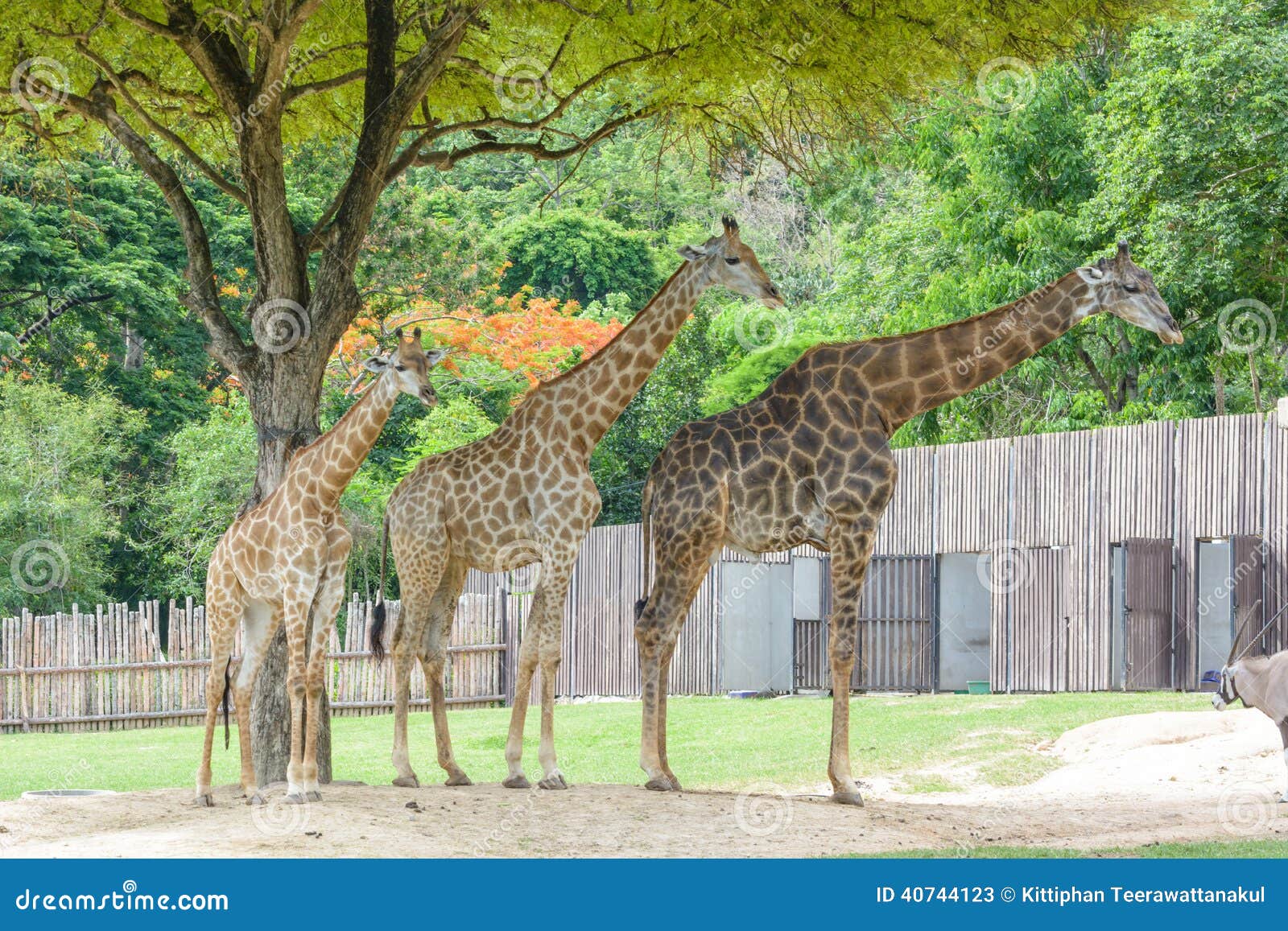 Giraffe family stock image. Image of order, pets, reticulated - 40744123