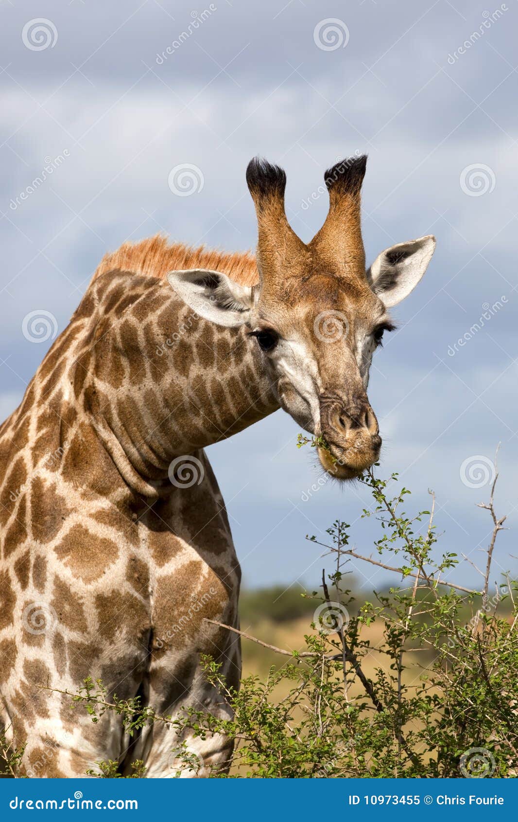 Giraffe Feeding stock image. Image of africa, markings - 10973455