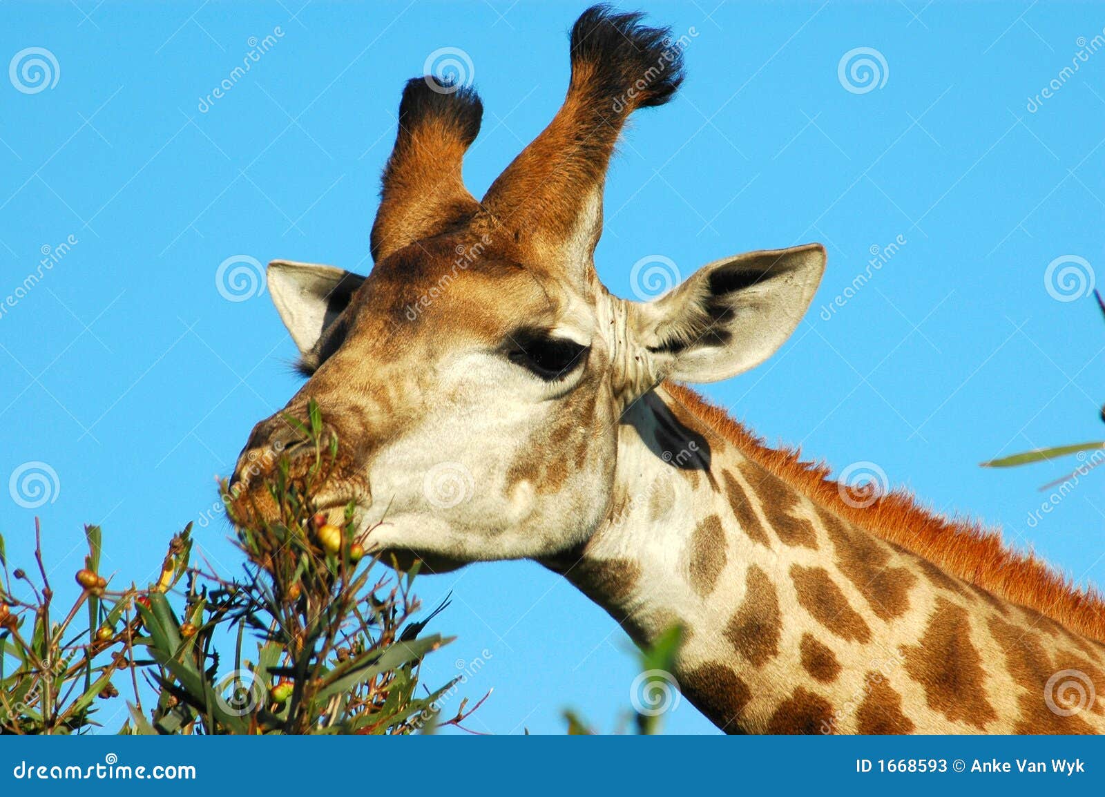 Giraffe feeding stock image. Image of coat, amboseli, camelopardalis ...