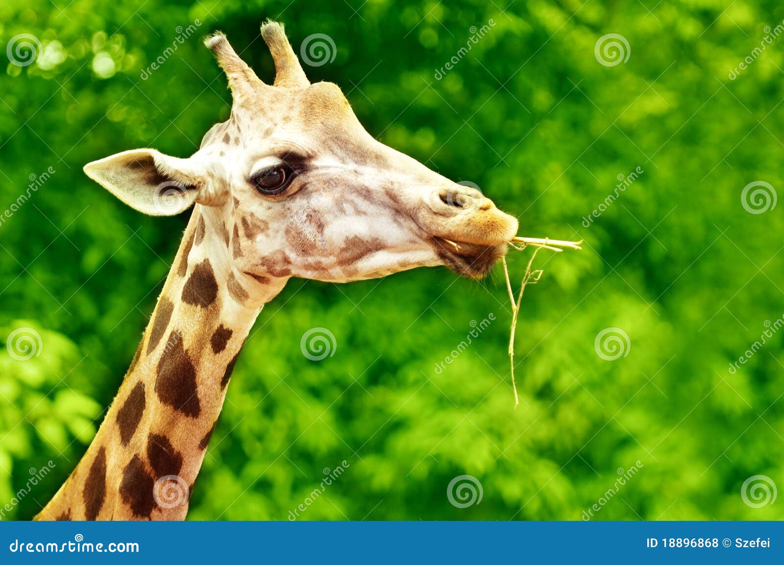 Giraffe Feeding stock photo. Image of outdoor, cute, herd - 18896868