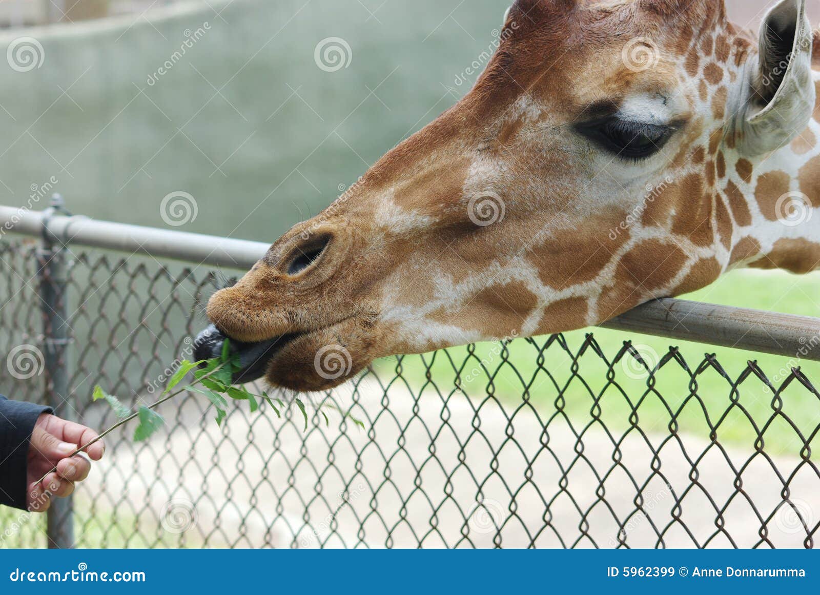 Giraffe Feeding stock image. Image of giraffa, game, fauna - 5962399
