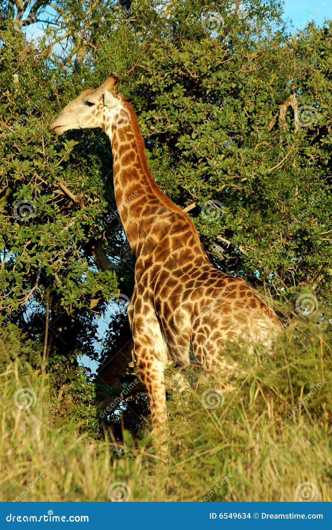 Giraffe Feeding stock photo. Image of bushes, green, african - 6549634