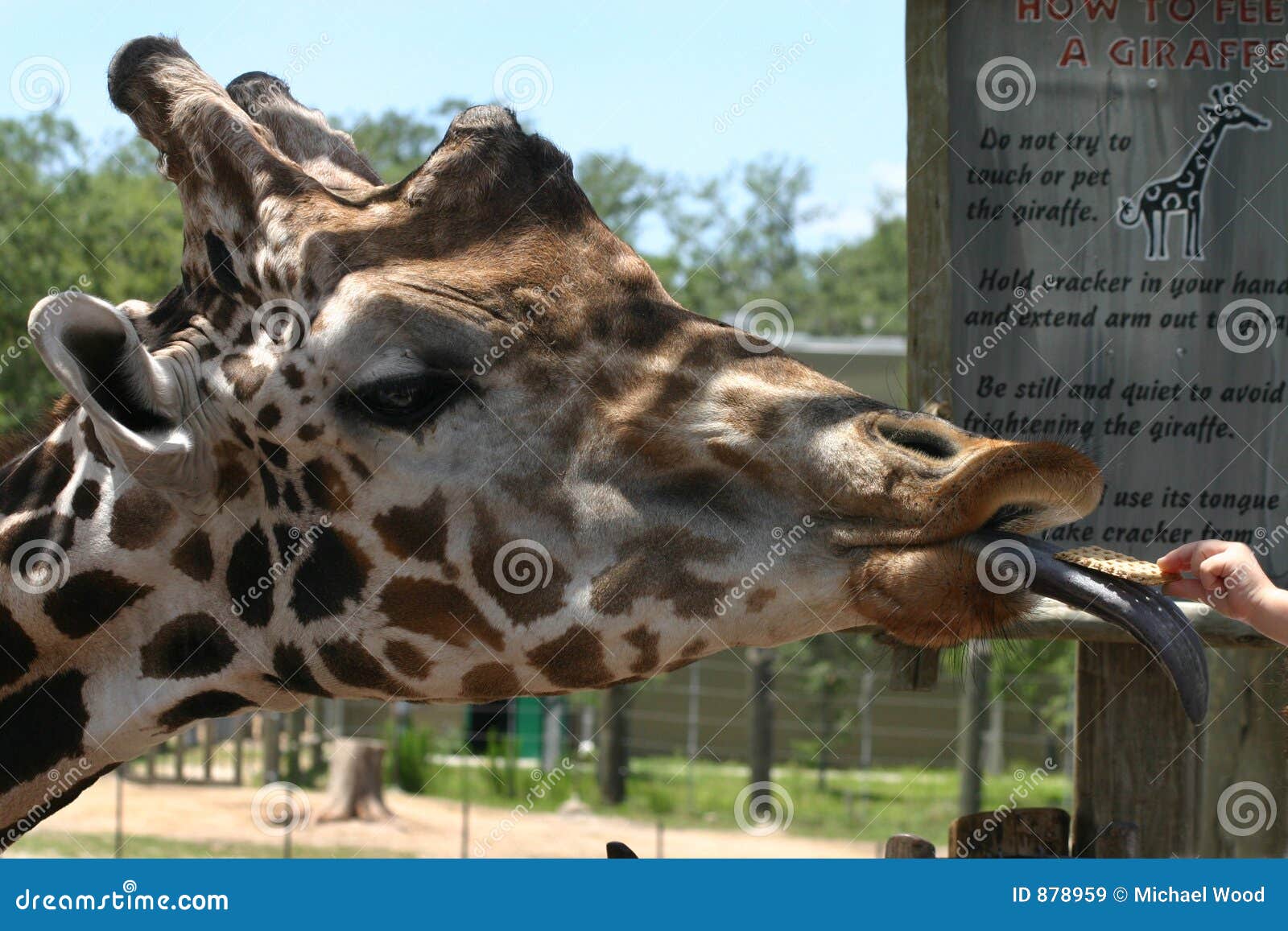 Giraffe Feeding stock image. Image of safari, animals, giraffe - 878959