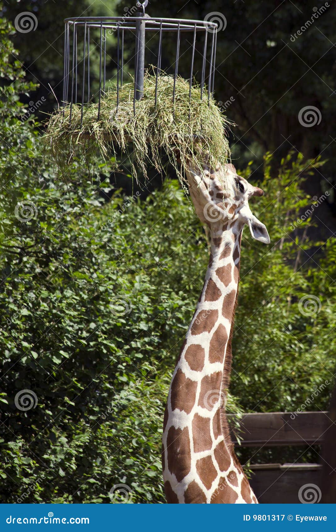 Giraffe feeding stock image. Image of neck, success, feeding - 9801317