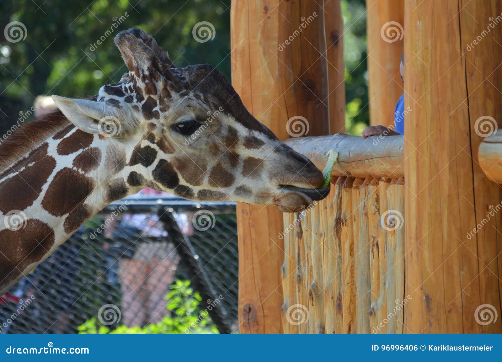 Giraffe stock photo. Image of giraffe, enrichment, feeding - 96996406