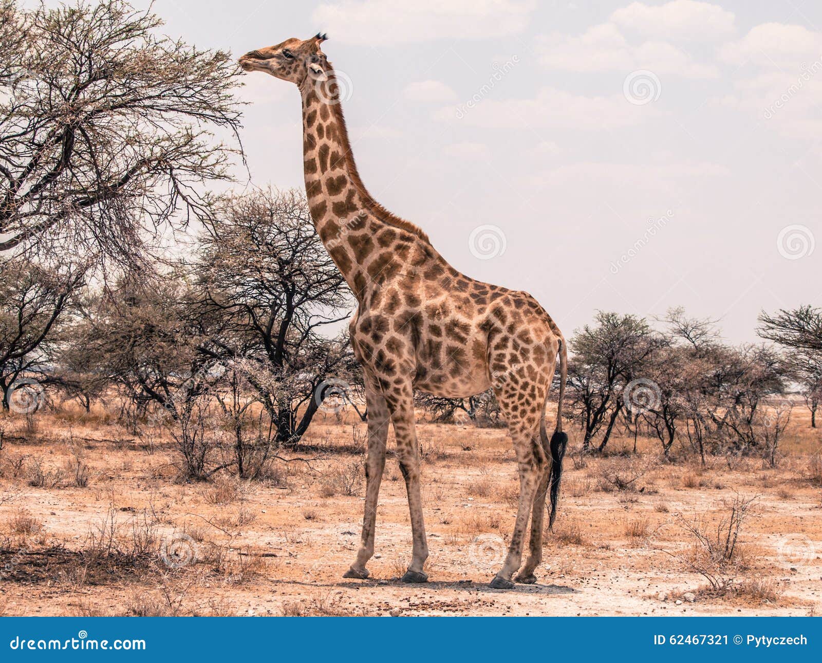 Giraffe feeding from tree stock image. Image of giraffa - 62467321