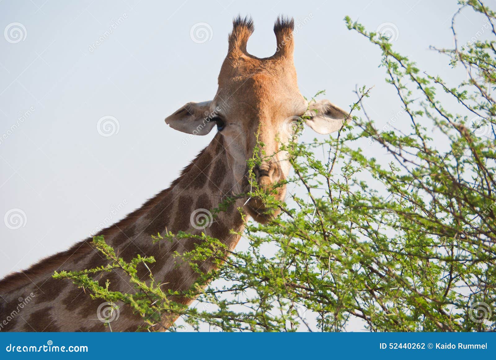 Giraffe feeding stock photo. Image of wild, feeding, mammal - 52440262