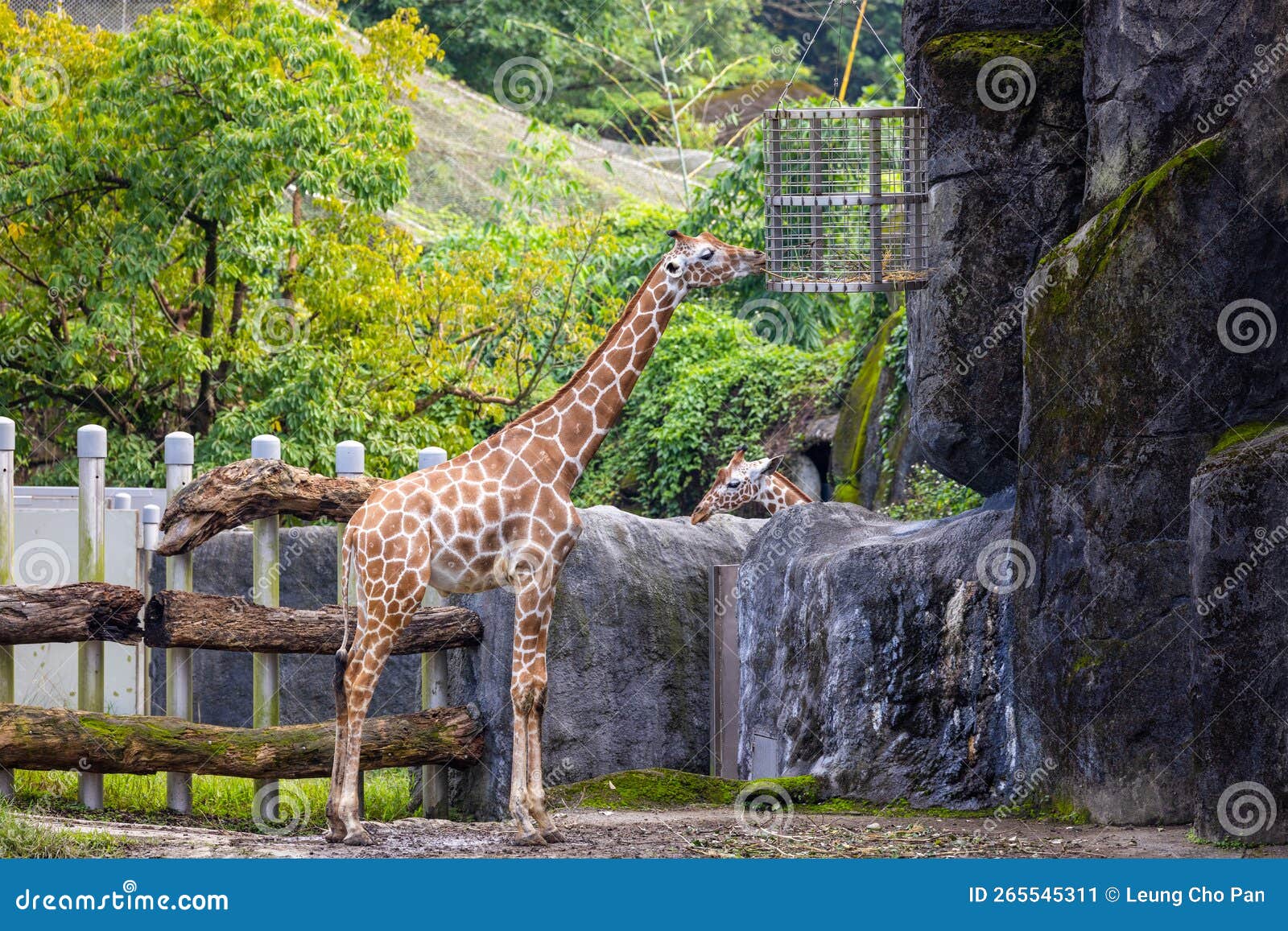 Giraffe Feeding in Zoo Park Stock Image - Image of high, natural: 265545311