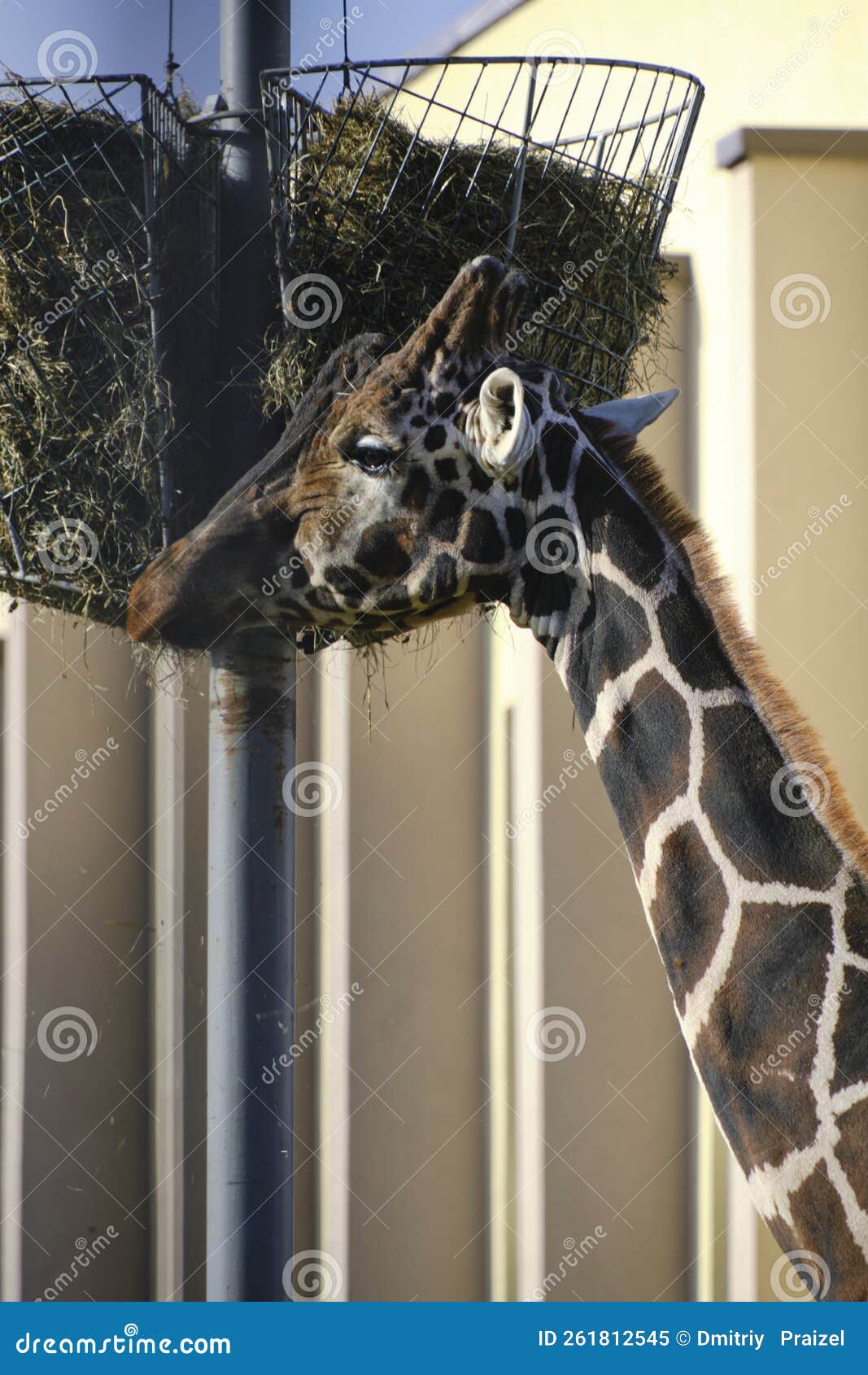 Giraffe Feeds on Green Grass from Feeder Stock Image - Image of ...