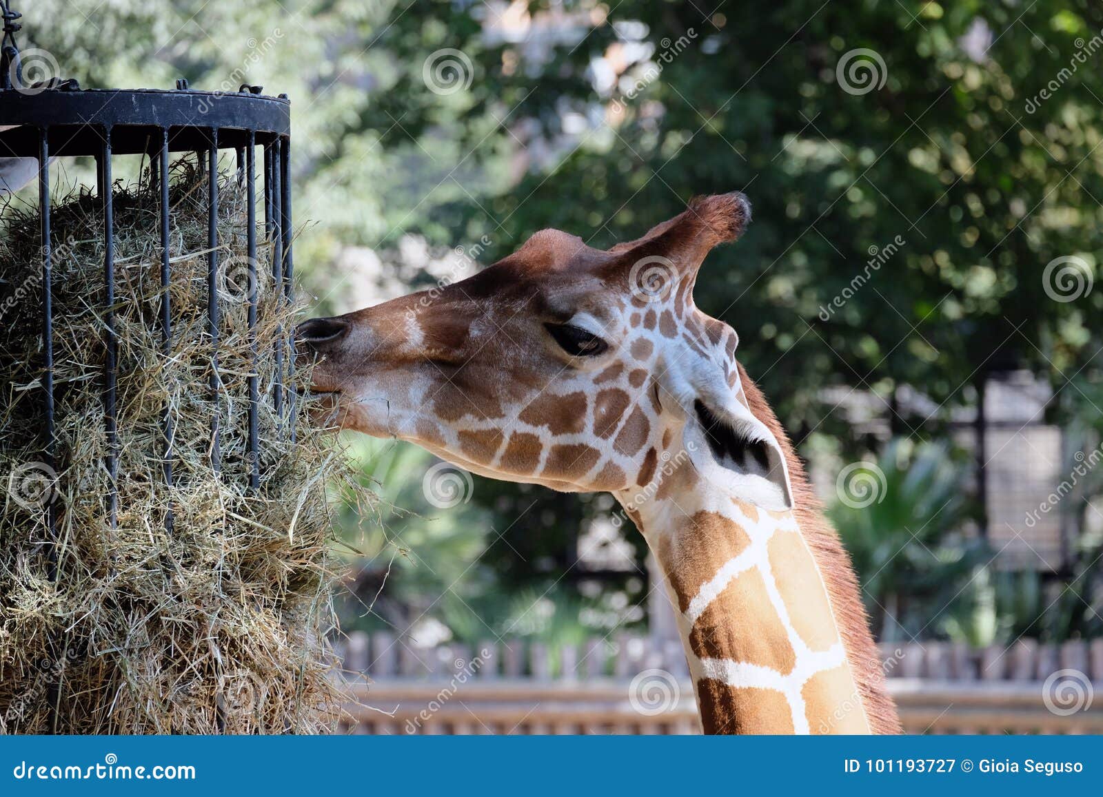 Giraffe and food stock image. Image of maculate, park - 101193727