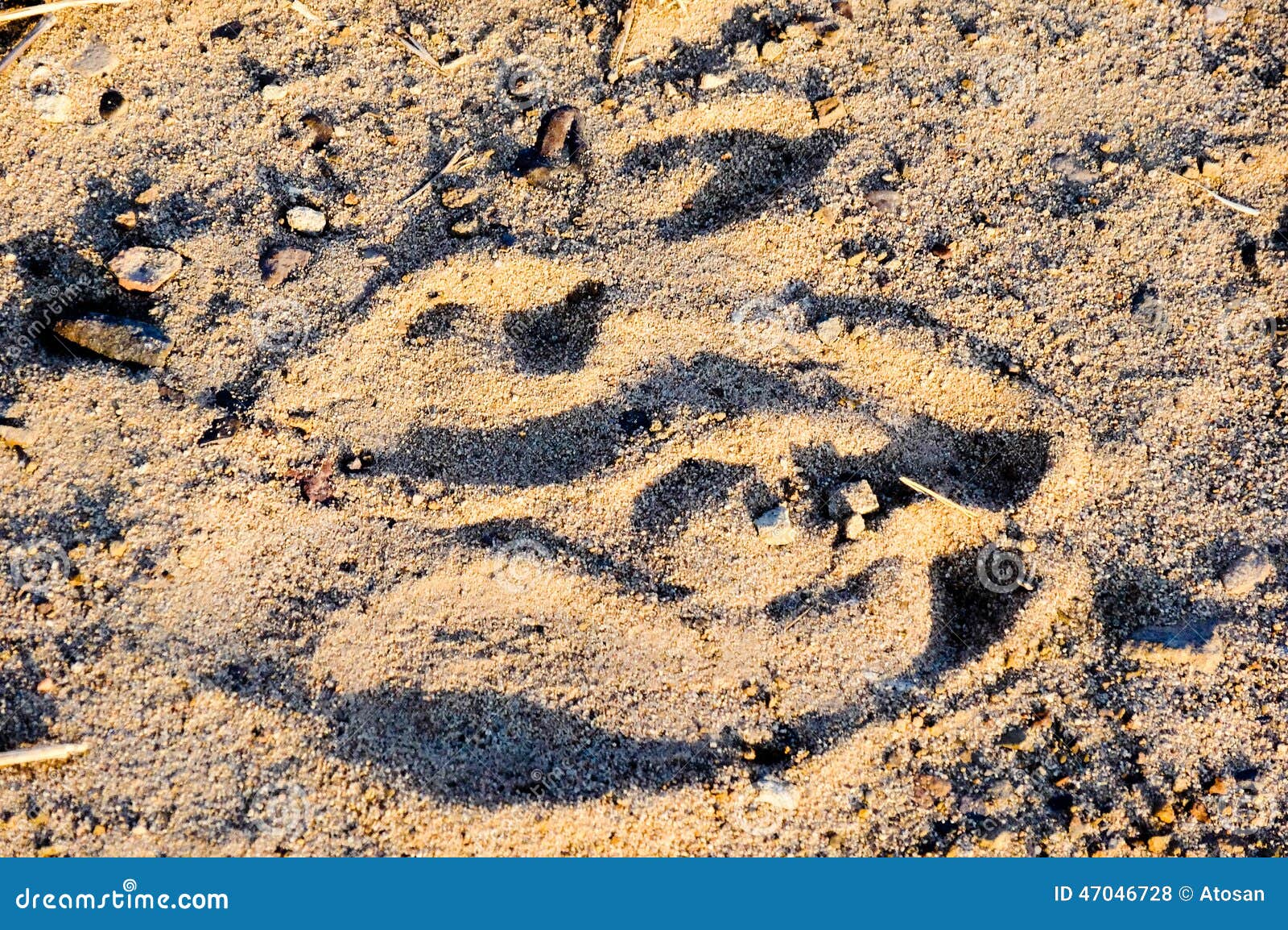 Giraffe Footprint stock photo. Image of absence, park - 47046728