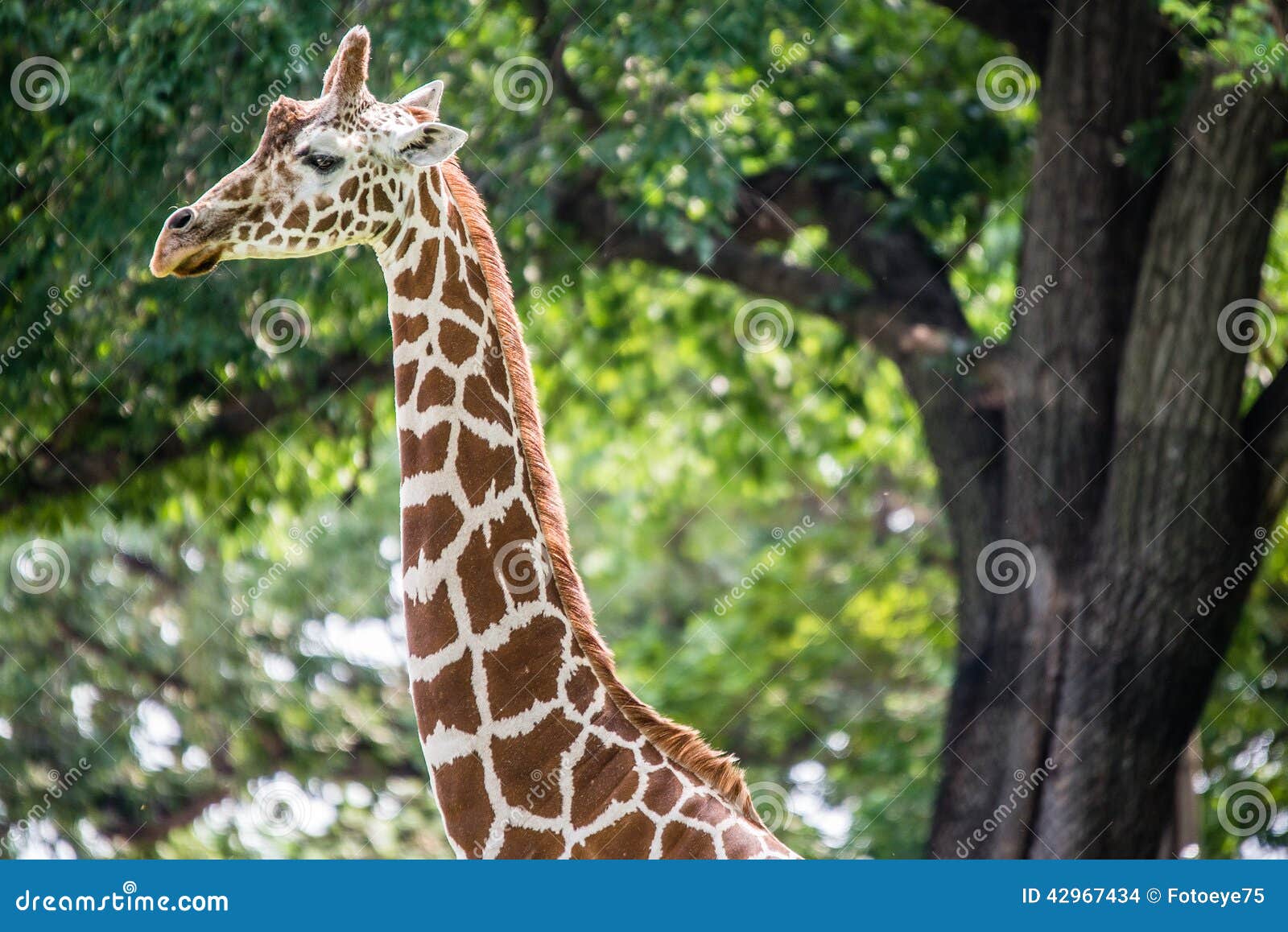 Giraffe in forest stock photo. Image of environment, long - 42967434