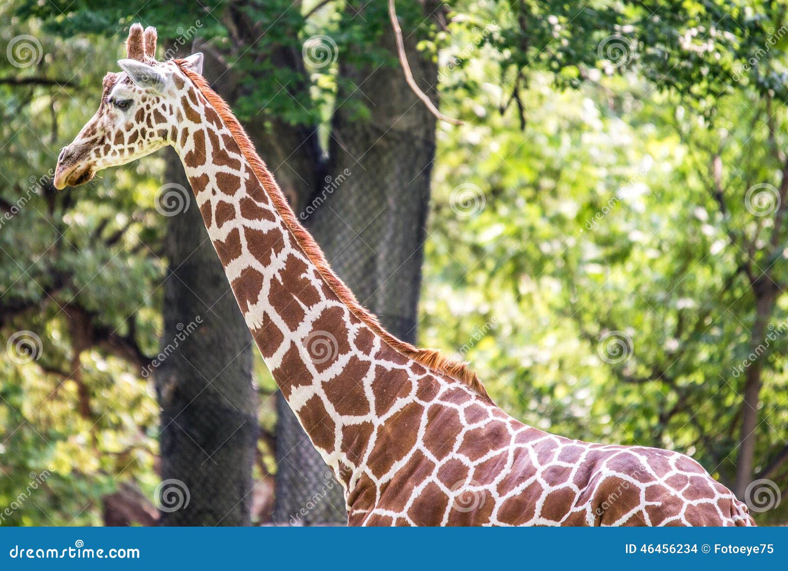 Giraffe in forest stock photo. Image of travel, animal - 46456234