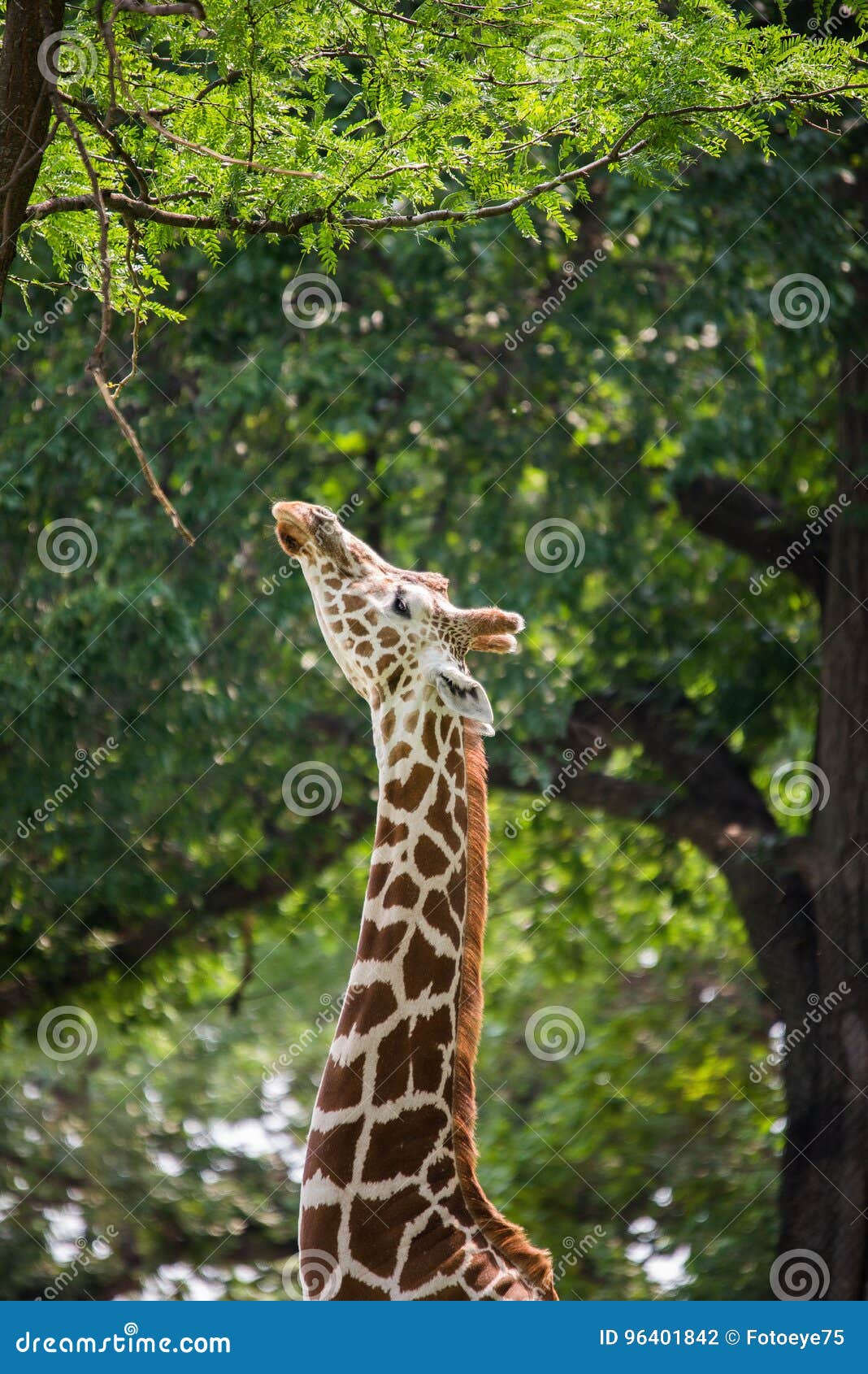 Giraffe in forest stock photo. Image of enviornment, animal - 96401842