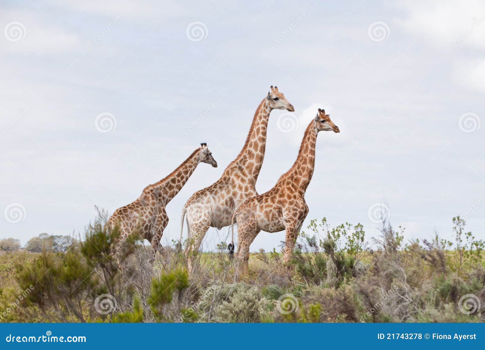 Giraffe friends stock photo. Image of land, neck, route - 21743278