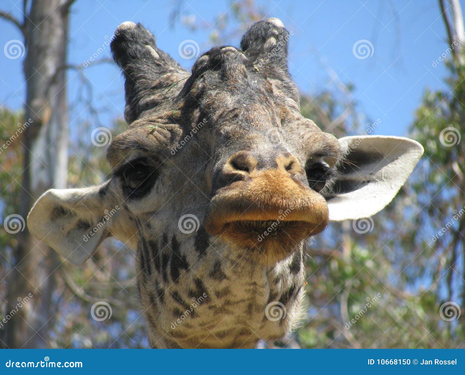 Giraffe front stock photo. Image of savanna, wildlife - 10668150