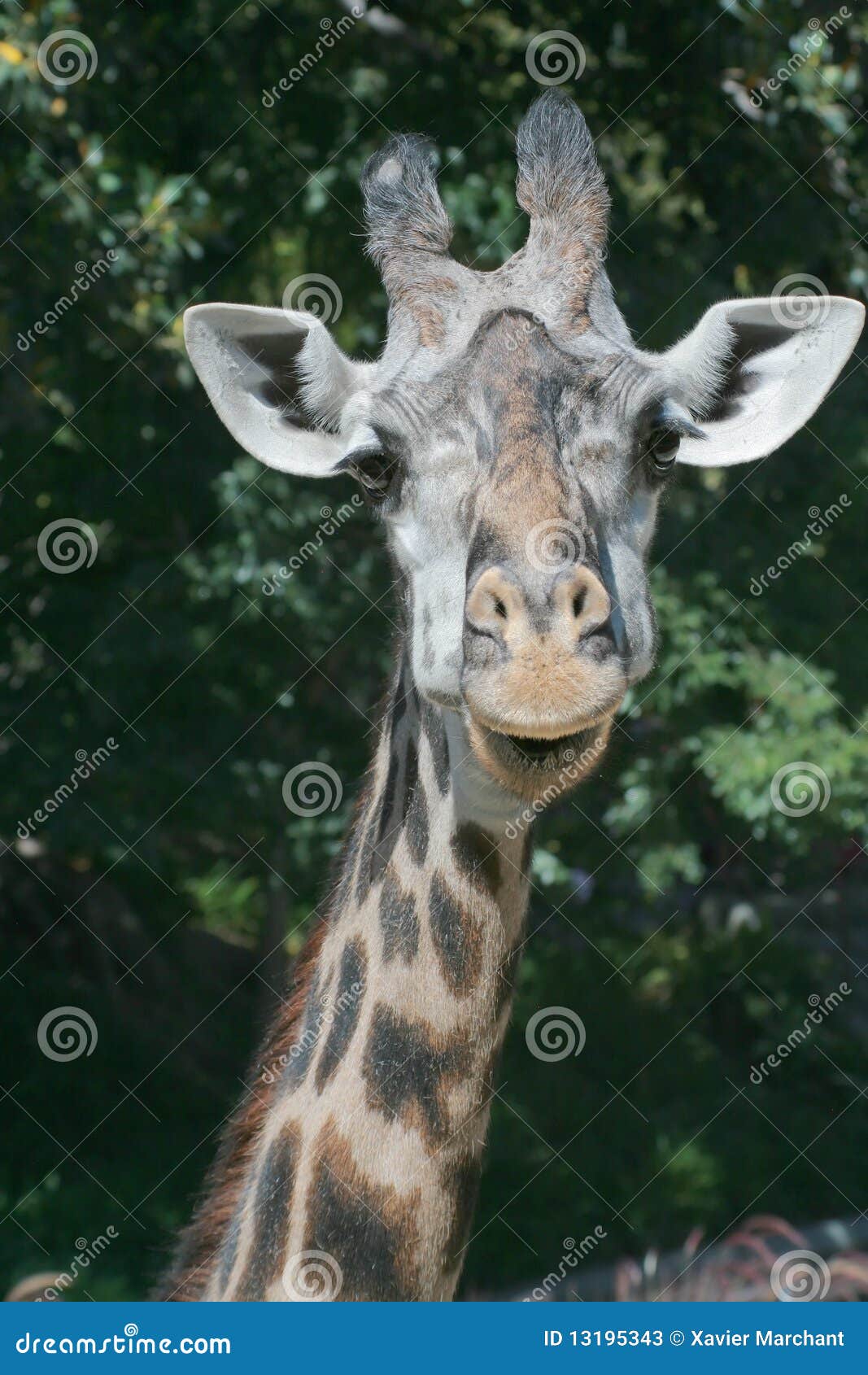 Giraffe front stock image. Image of wild, hair, giraffe - 13195343
