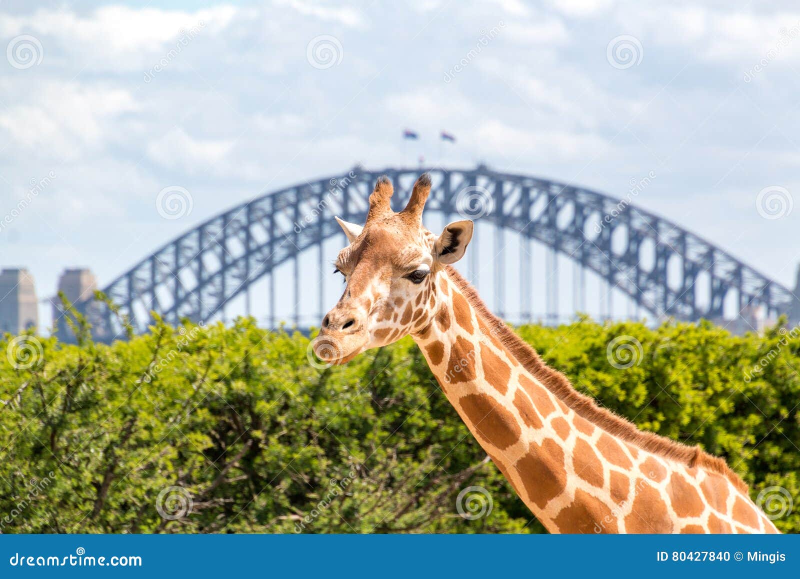 Giraffe in Front of the Sydney Harbor Bridge Stock Photo - Image of ...