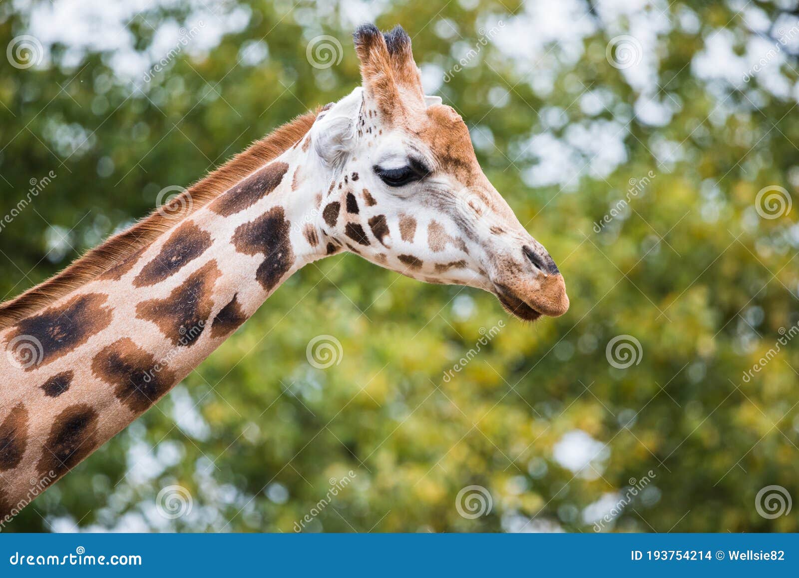 Giraffe in front of trees stock photo. Image of african - 193754214