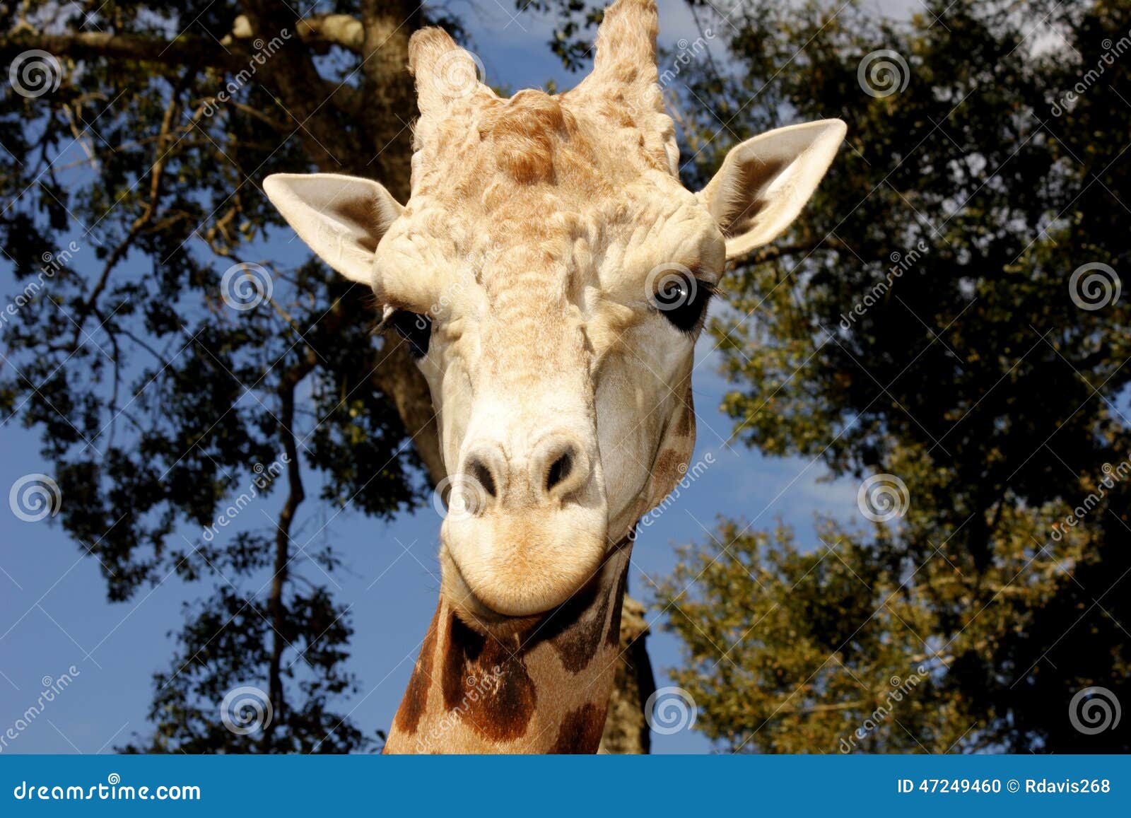 Giraffe stock photo. Image of eyes, animal, view, front - 47249460