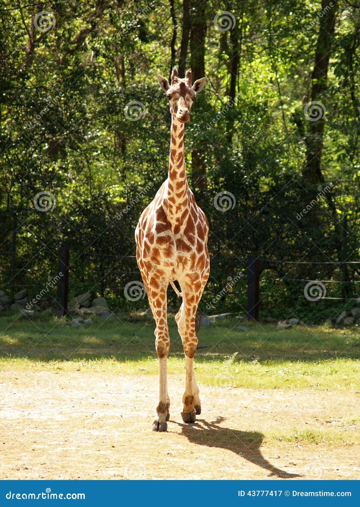 Giraffe Full Body Profile