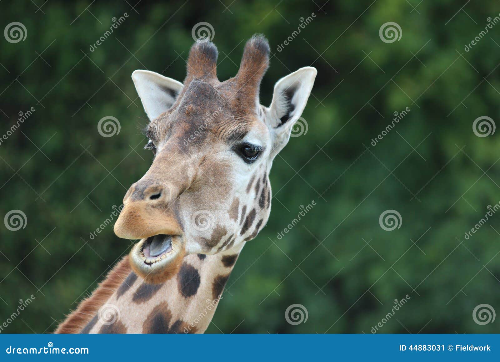 Giraffe with Funny Expression Stock Image - Image of shocked, comical ...
