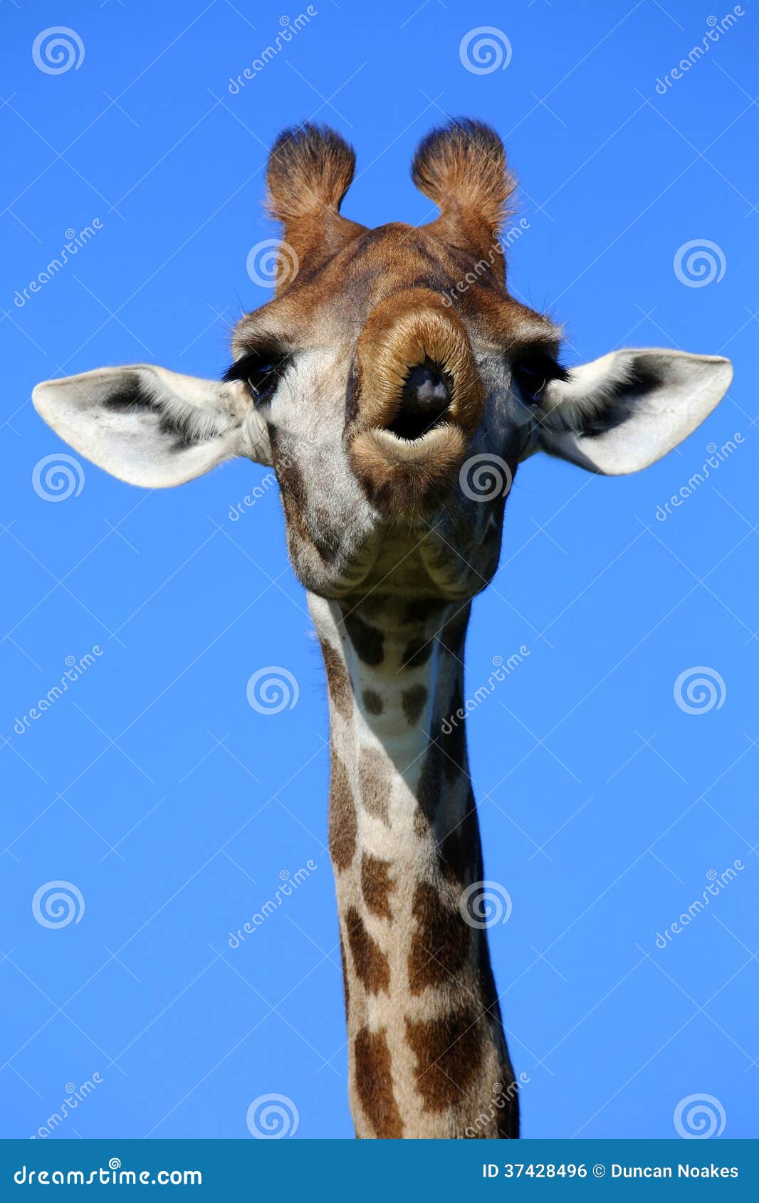 Giraffe Funny Face stock photo. Image of tall, portrait - 37428496