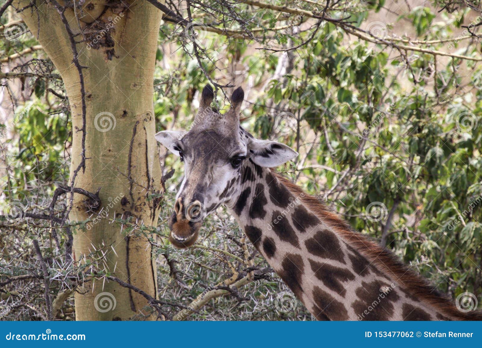 Laughing Giraffe Stock Photo | CartoonDealer.com #30207870