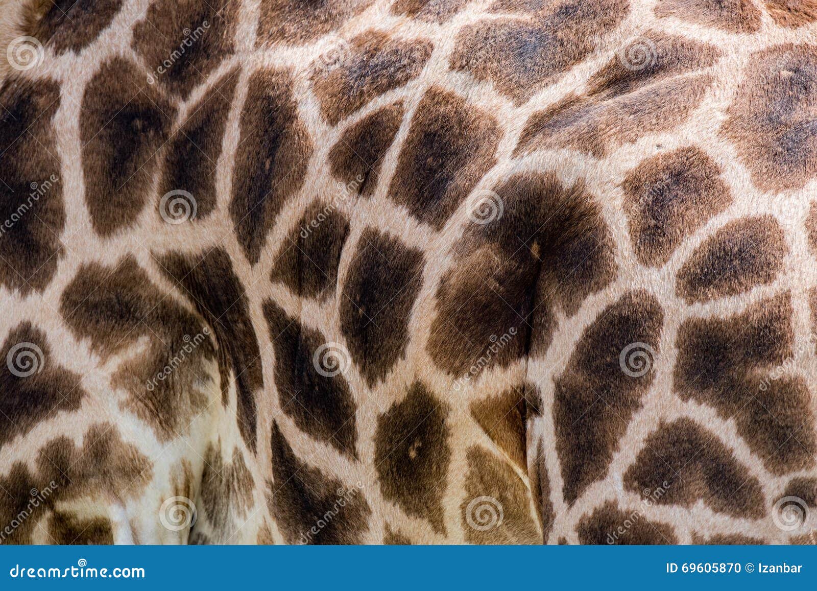 Giraffe Fur Texture Stock Images - Download 609 Royalty Free Photos