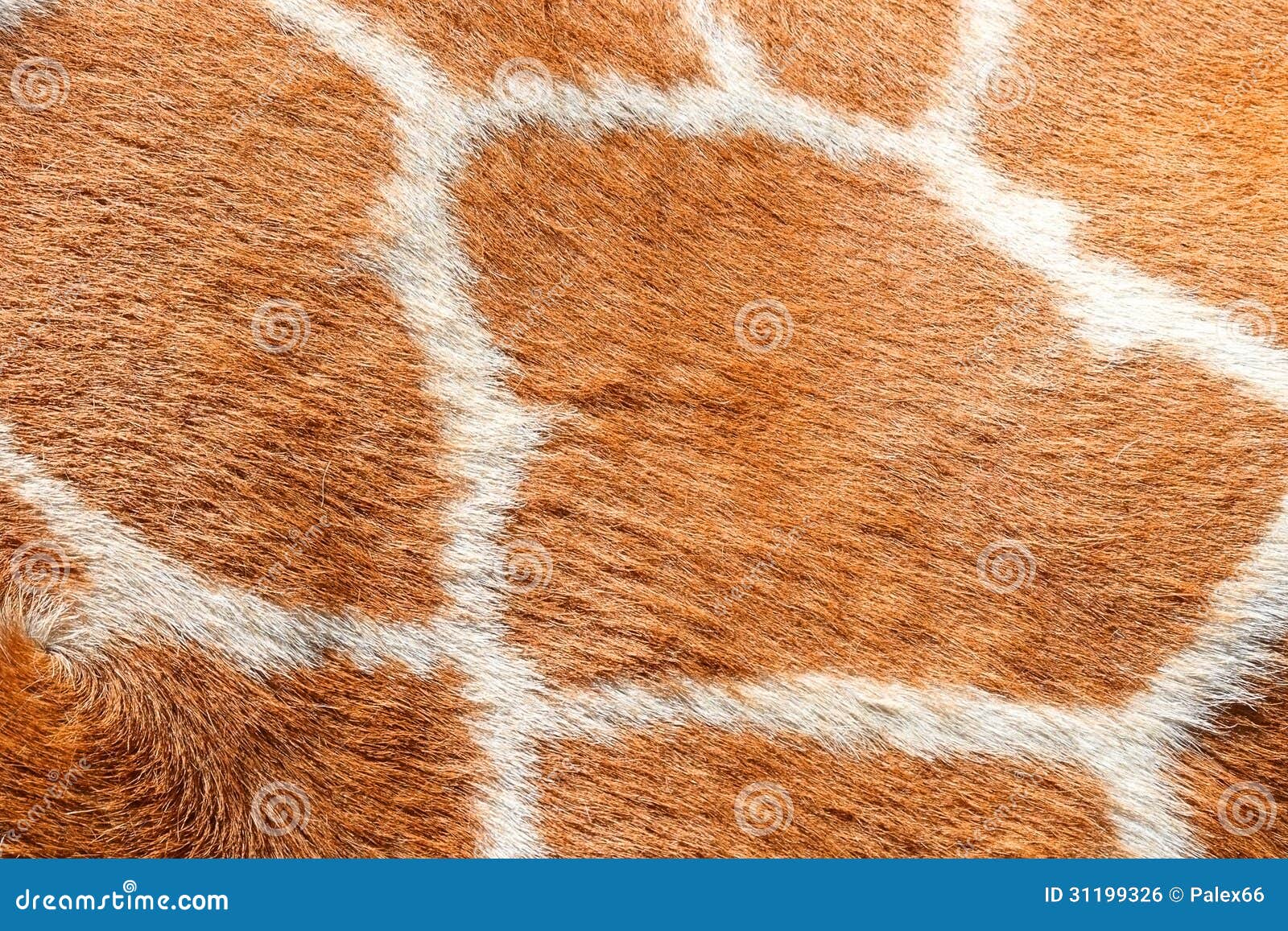 Giraffe Fur Texture