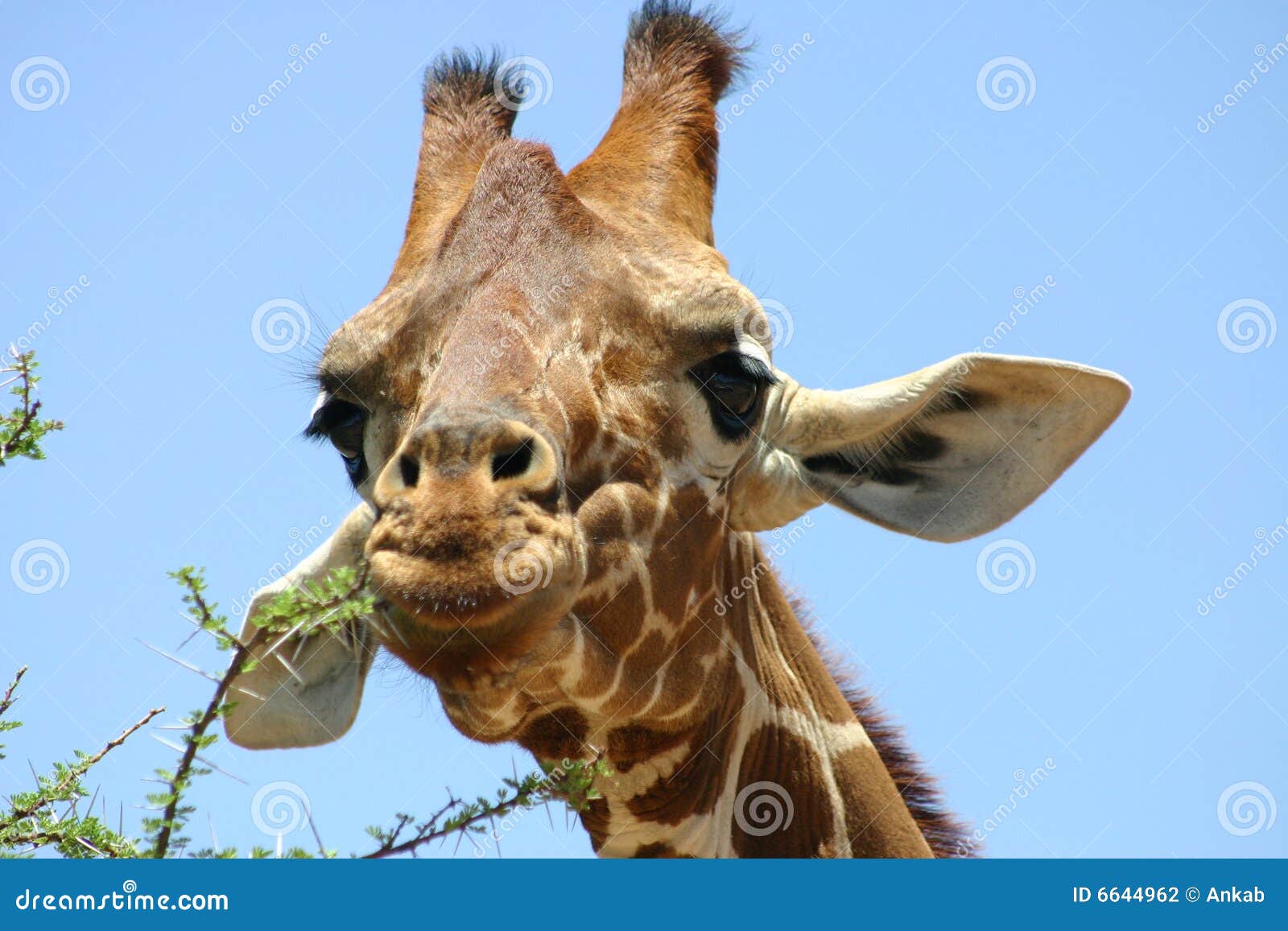 Giraffe, giraf stock photo. Image of blue, horns, neck - 6644962