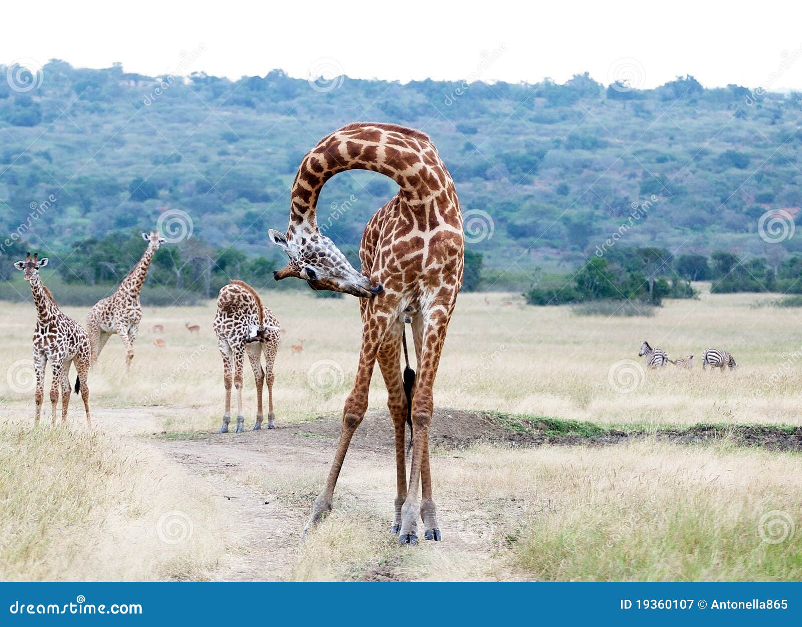 Giraffe (Giraffa Camelopardalis) Stock Image - Image of savanna, park ...
