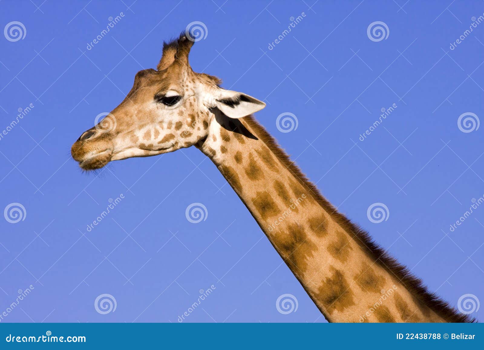 Giraffe (Giraffa Camelopardalis) Stock Photo - Image of photographs ...