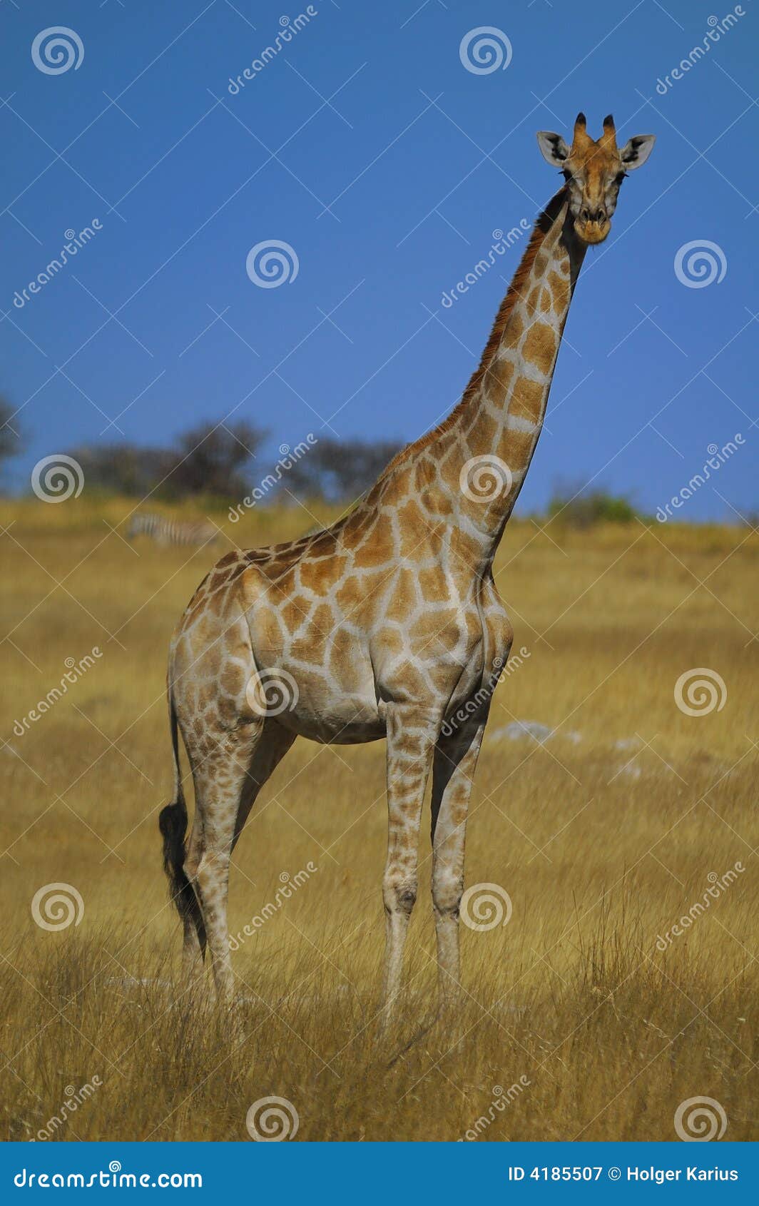 Giraffe (Giraffa Camelopardalis) Stock Image - Image of safari, mammal ...