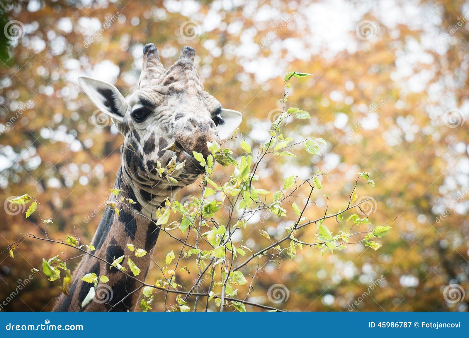 Kffkf Stock Photos - Free & Royalty-Free Stock Photos from Dreamstime