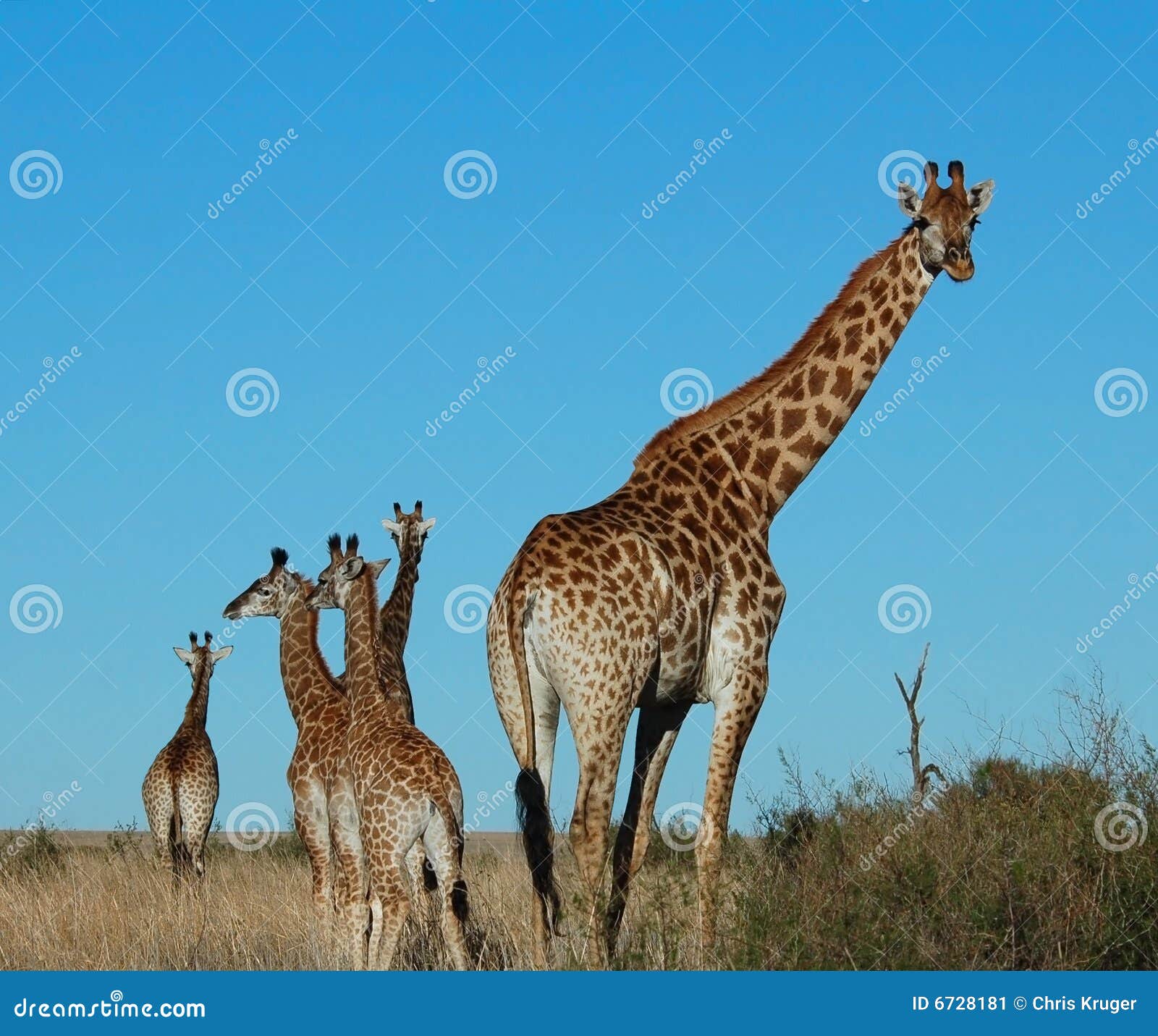 Giraffe (giraffa Camelopardalis) Stock Image - Image of neck, behavior ...