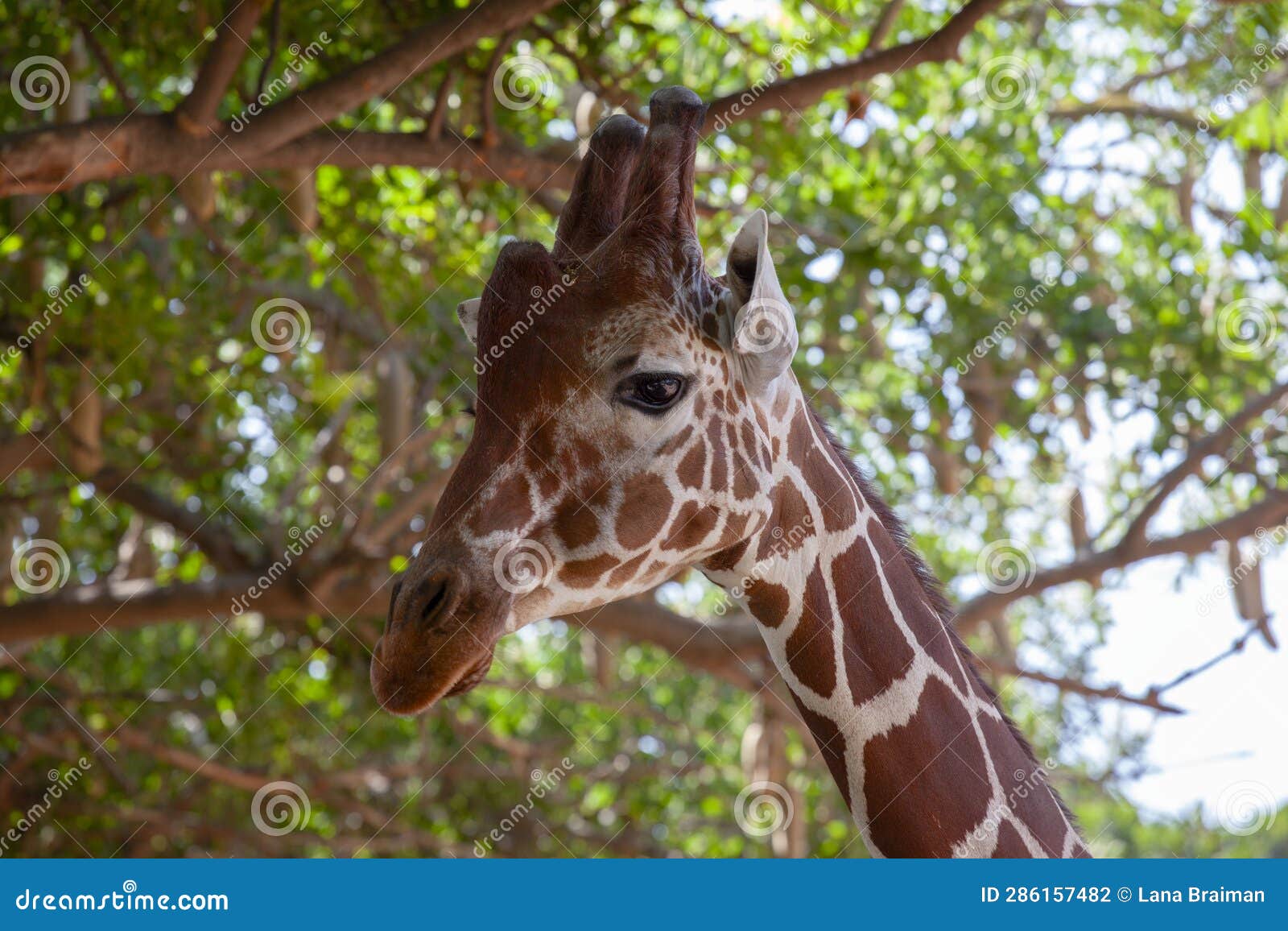 Giraffe (Giraffa Camelopardalis), Also Known As Three-horned Giraffe ...