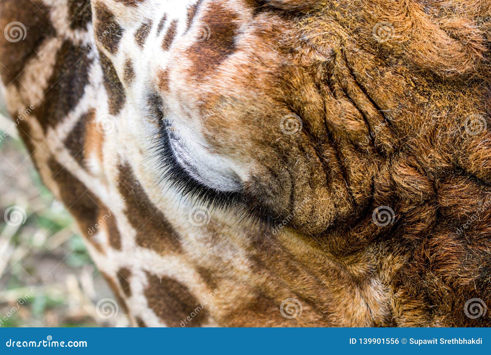 Giraffe (Giraffa Camelopardalis) Eye and Eyelash. Stock Photo - Image ...