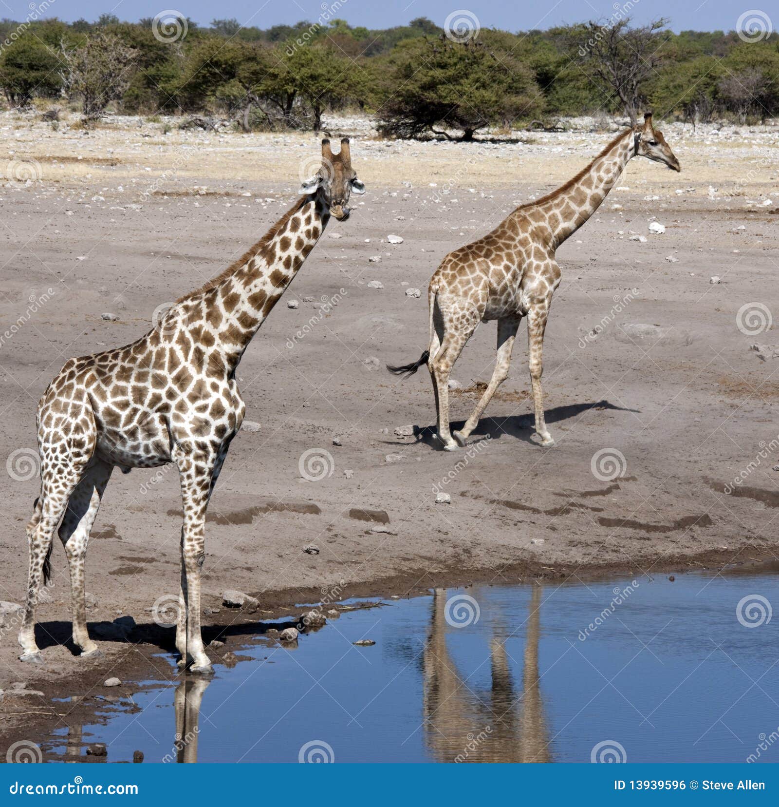 Giraffe (Giraffa Camelopardalis) - Namibia Stock Photo - Image of ...