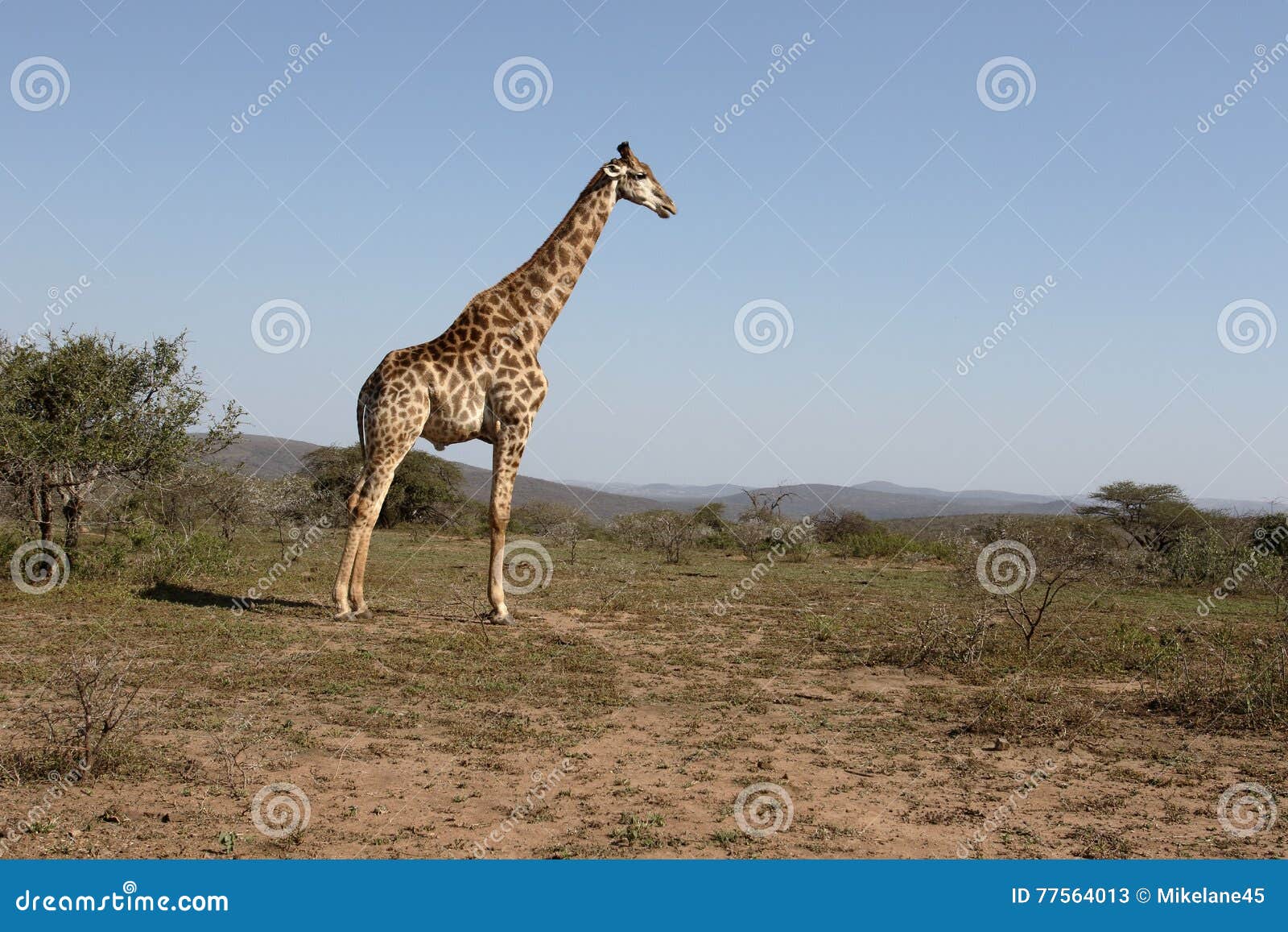 Giraffe, Giraffa Camelopardalis Stock Image - Image of ecosystem ...