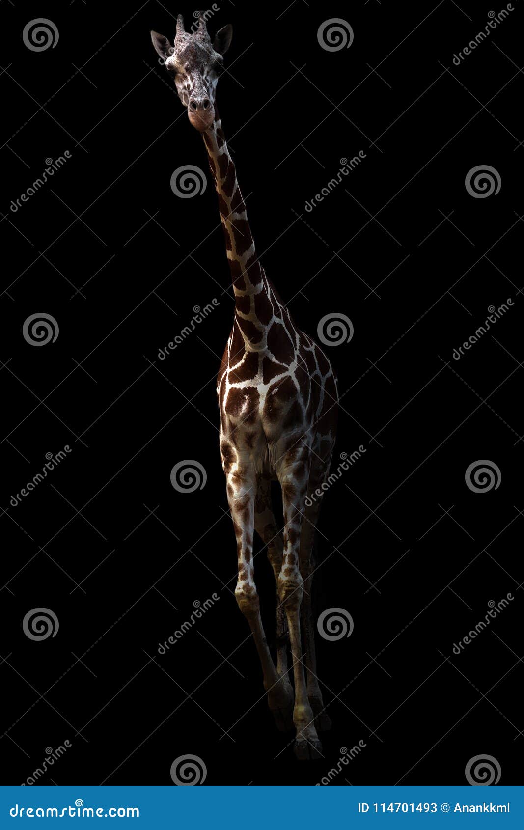 Giraffe Standing in the Dark Stock Image - Image of herbivore, portrait ...