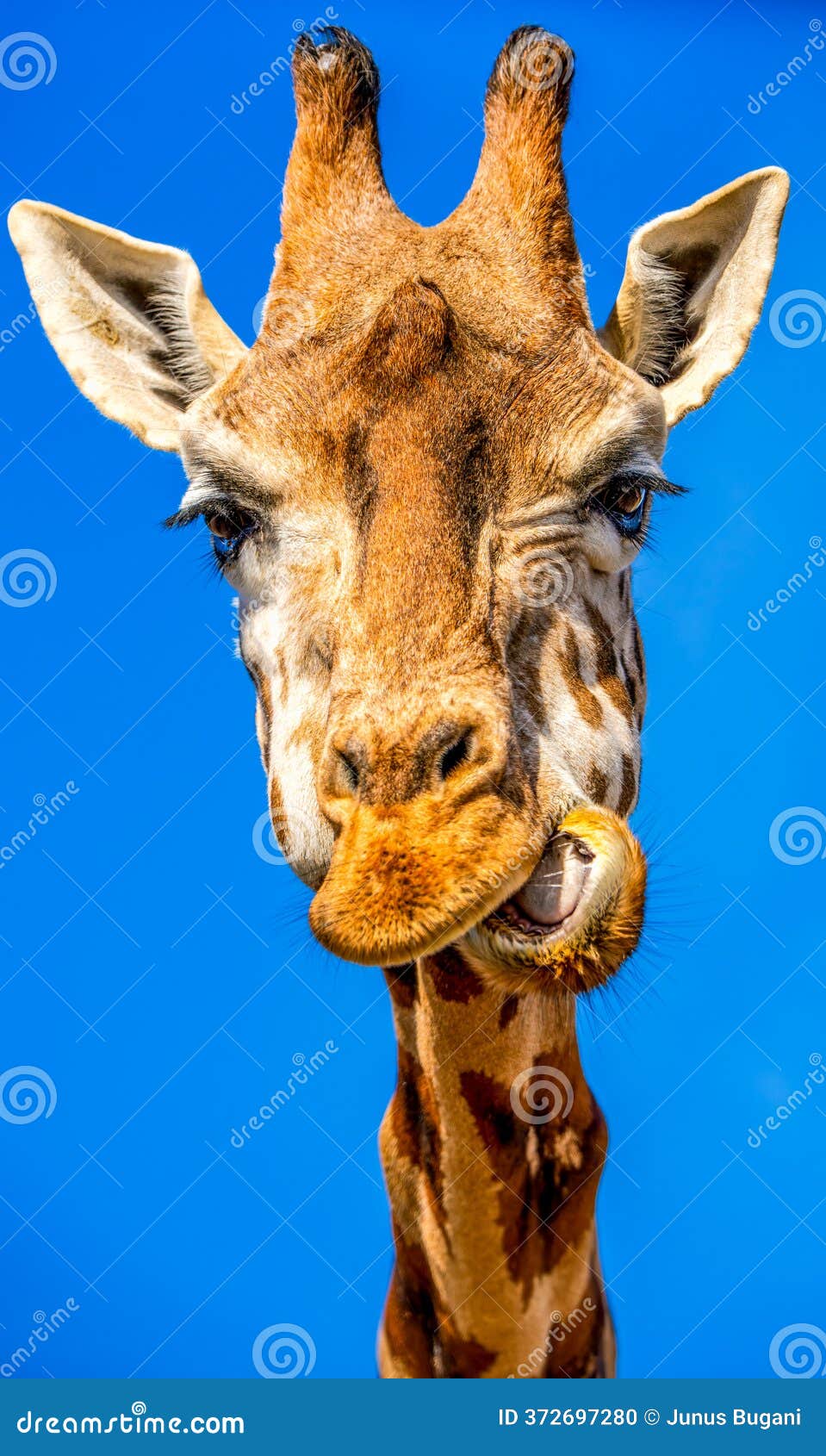 Drooling Giraffe Coloring Pages Stock Photo | CartoonDealer.com #297227328