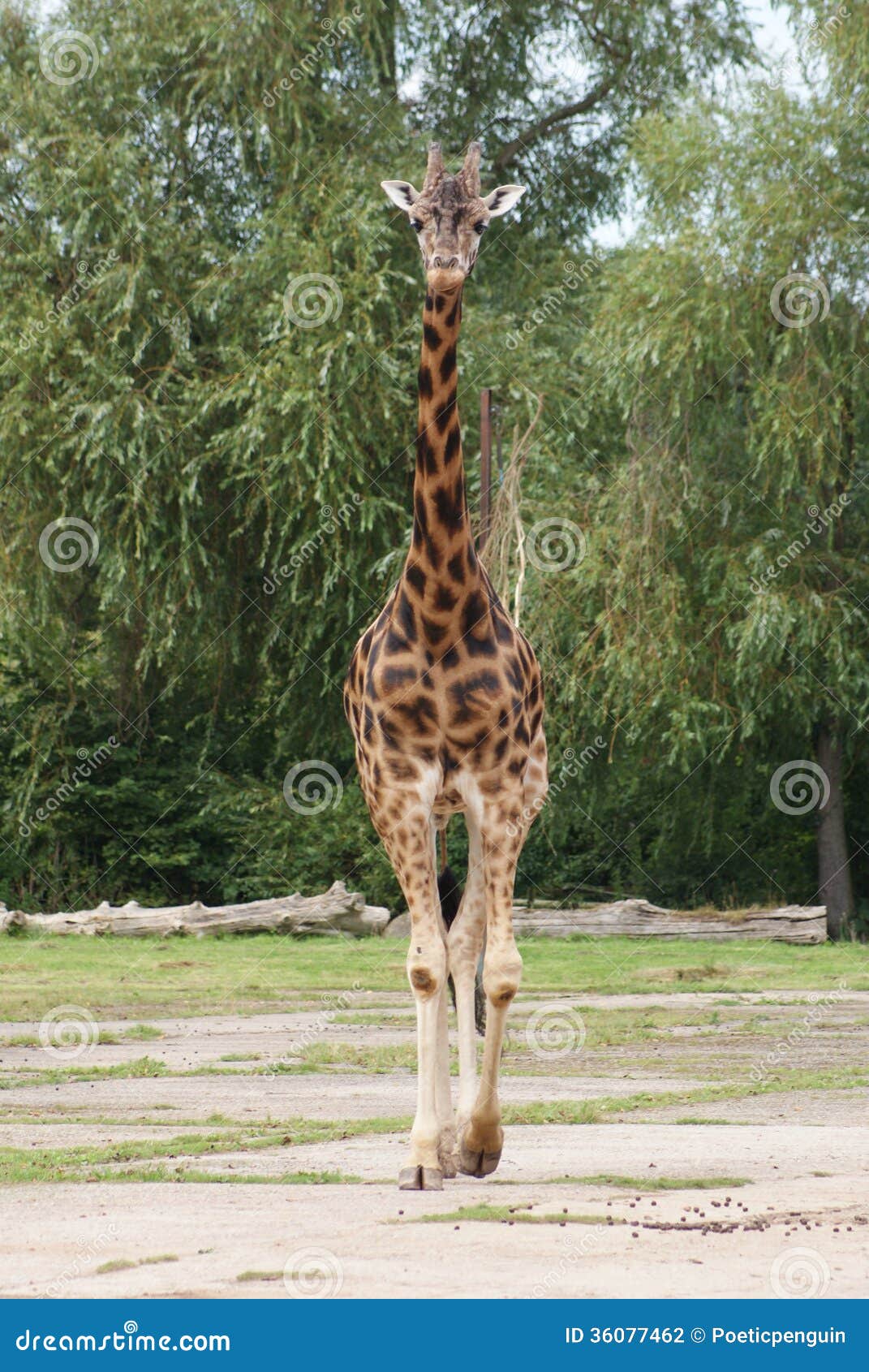 Giraffe - Giraffa Camelopardalis Stock Photo - Image of kingdom, phylum ...
