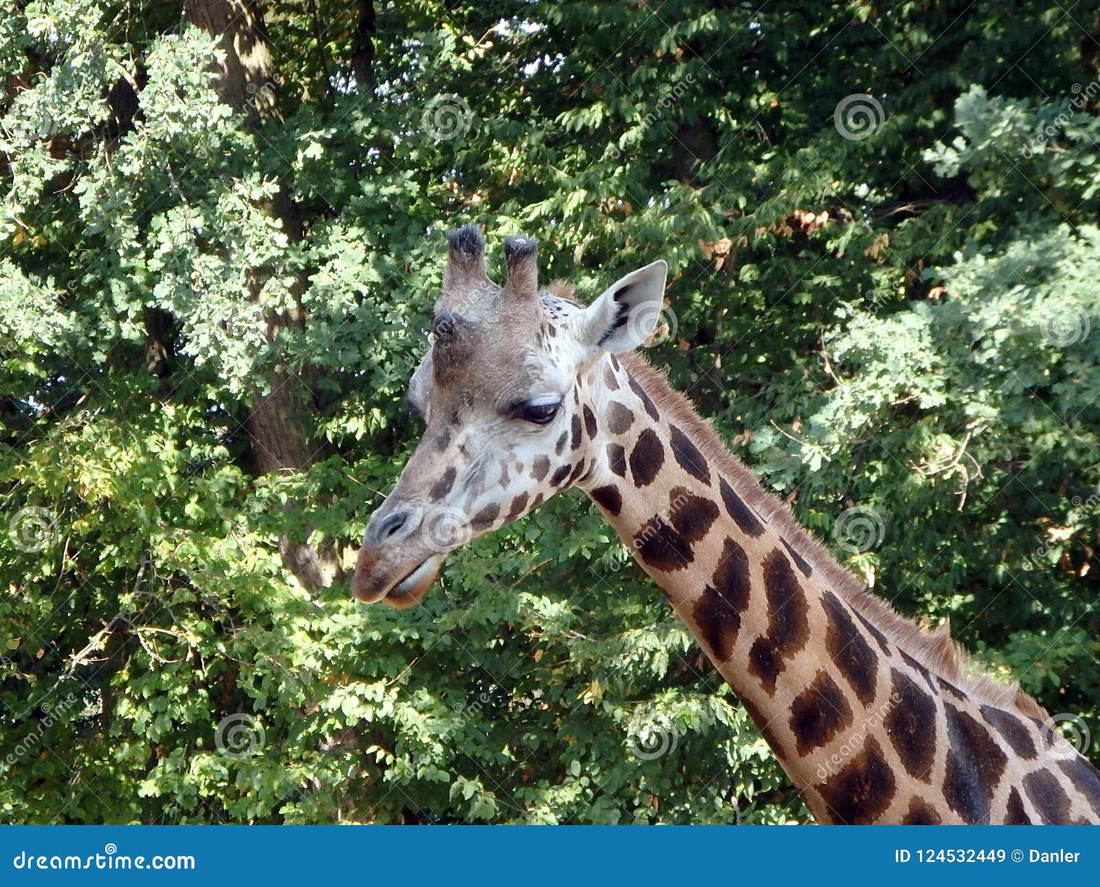 Giraffe, stock image. Image of camelopardalis, eyes - 124532449