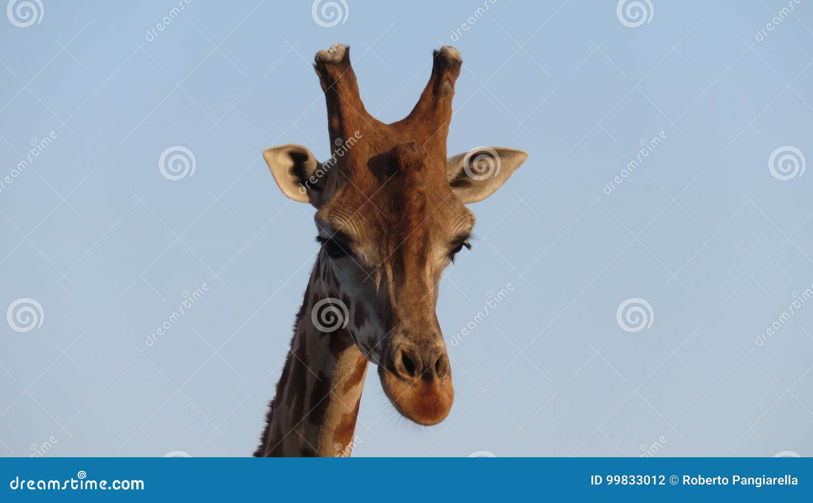 Giraffe stock photo. Image of park, long, african, africa - 99833012