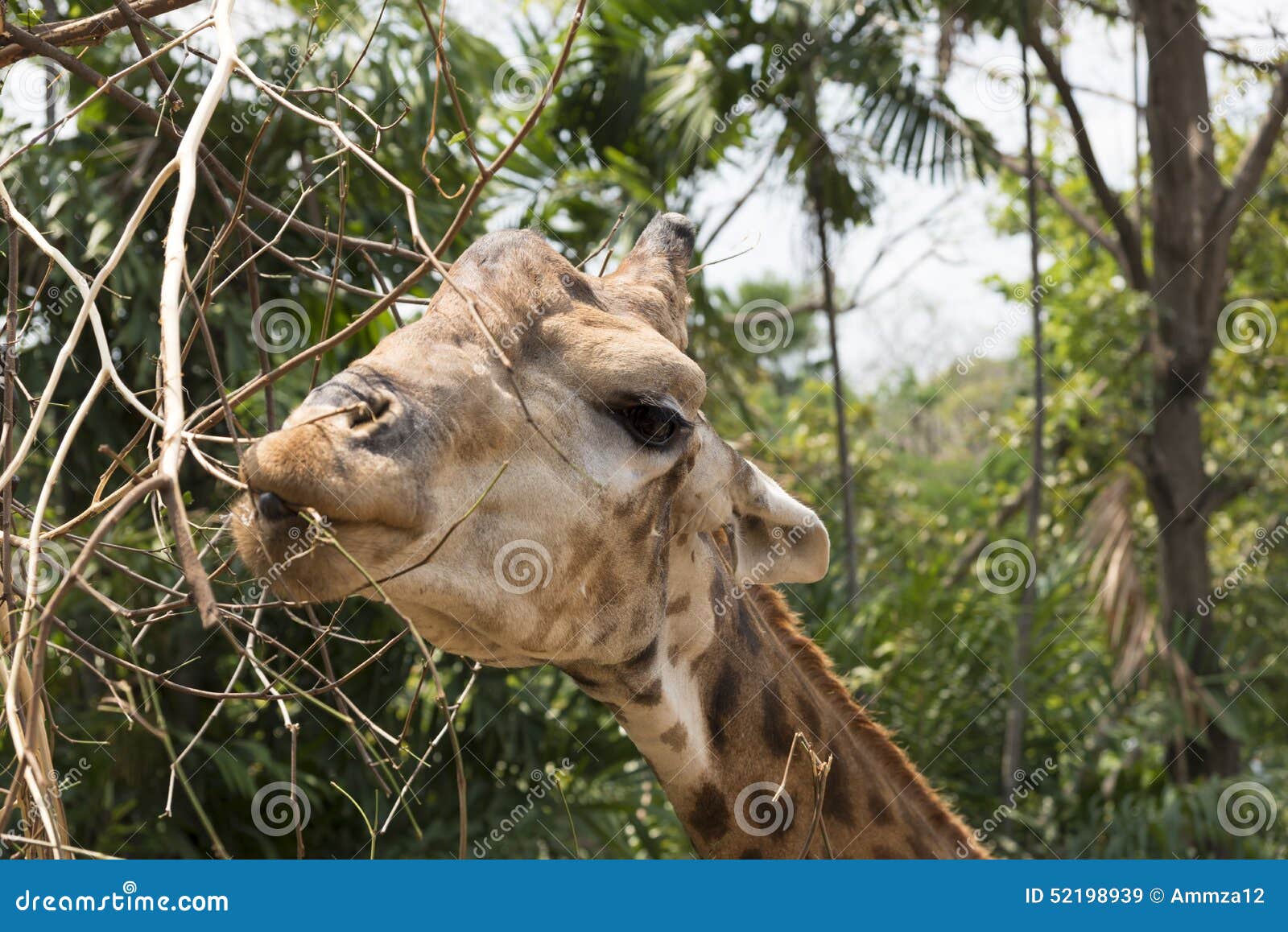 Giraffe stock image. Image of beautiful, herbivore, african - 52198939